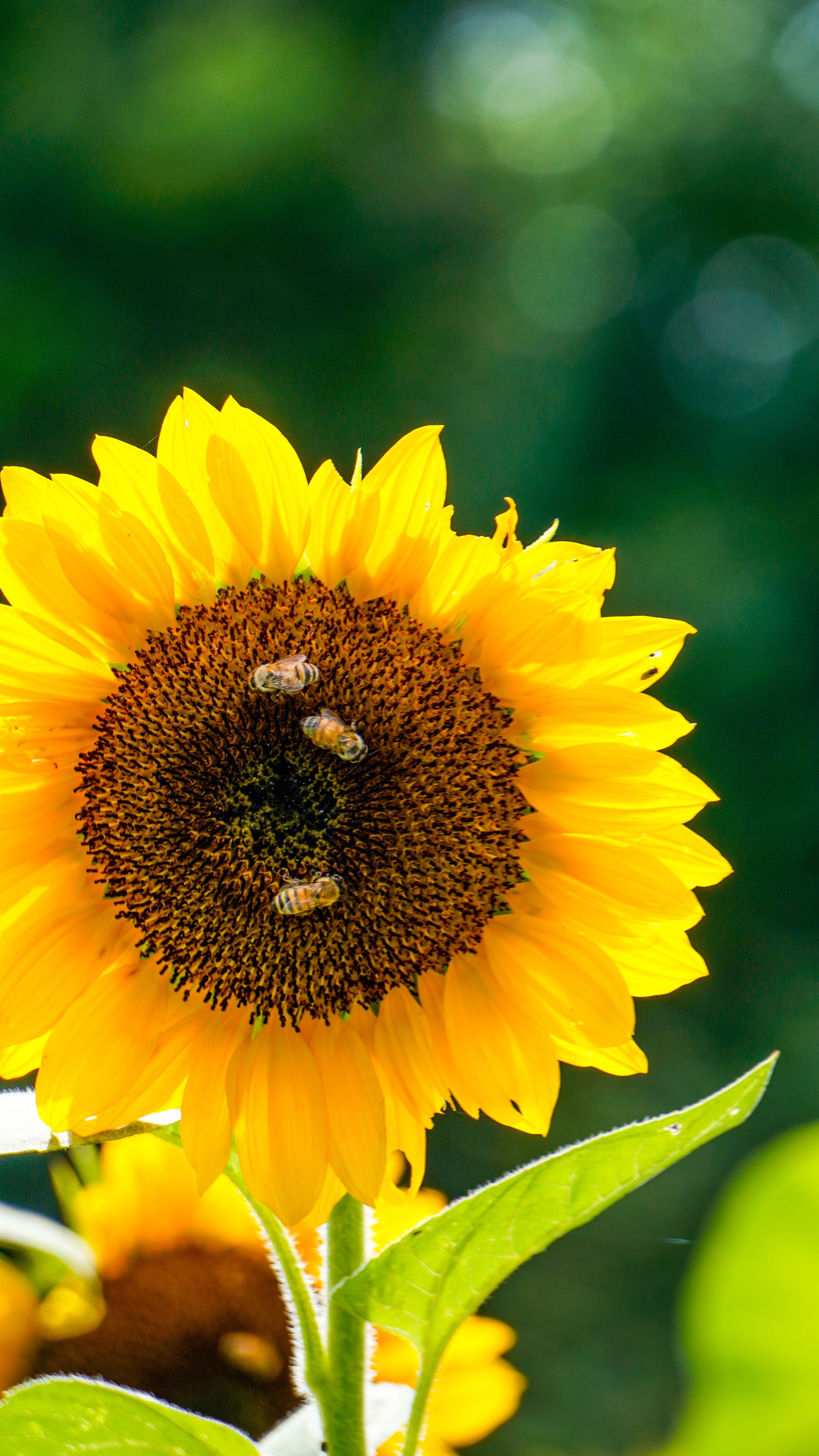 Bees on Sunflower · Free Stock Photo
