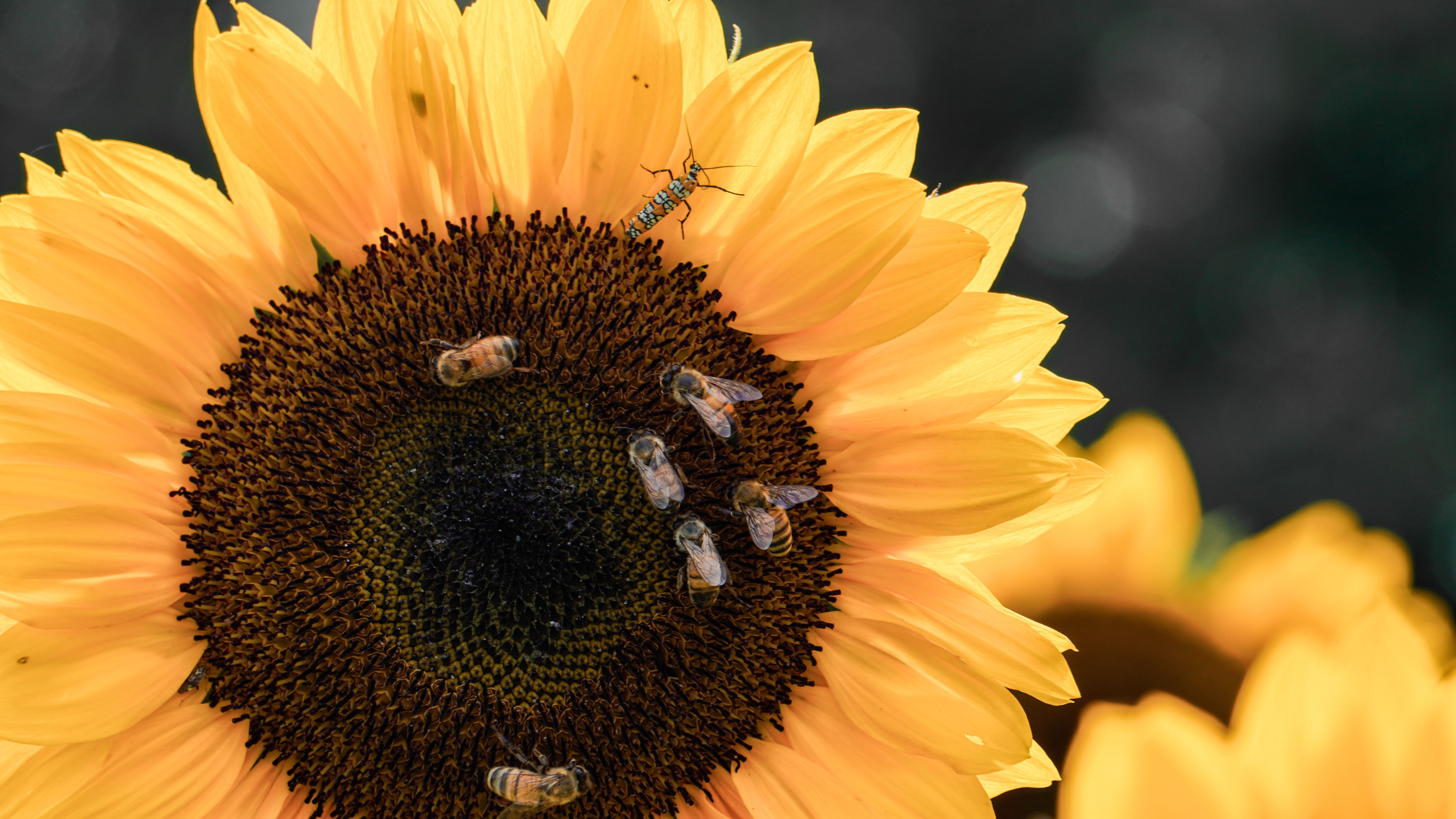 Bees on Sunflower · Free Stock Photo