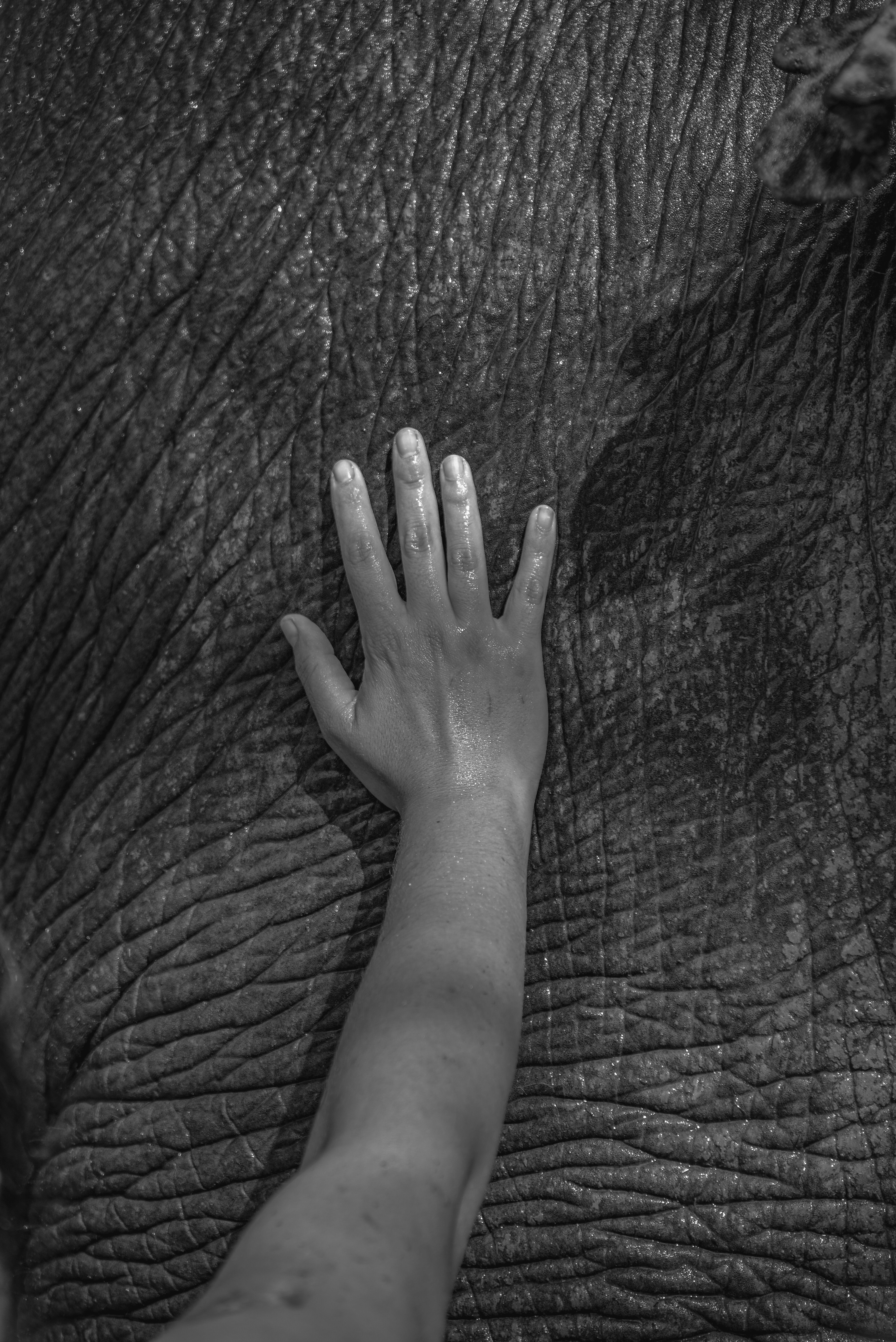 Gray Elephant · Free Stock Photo
