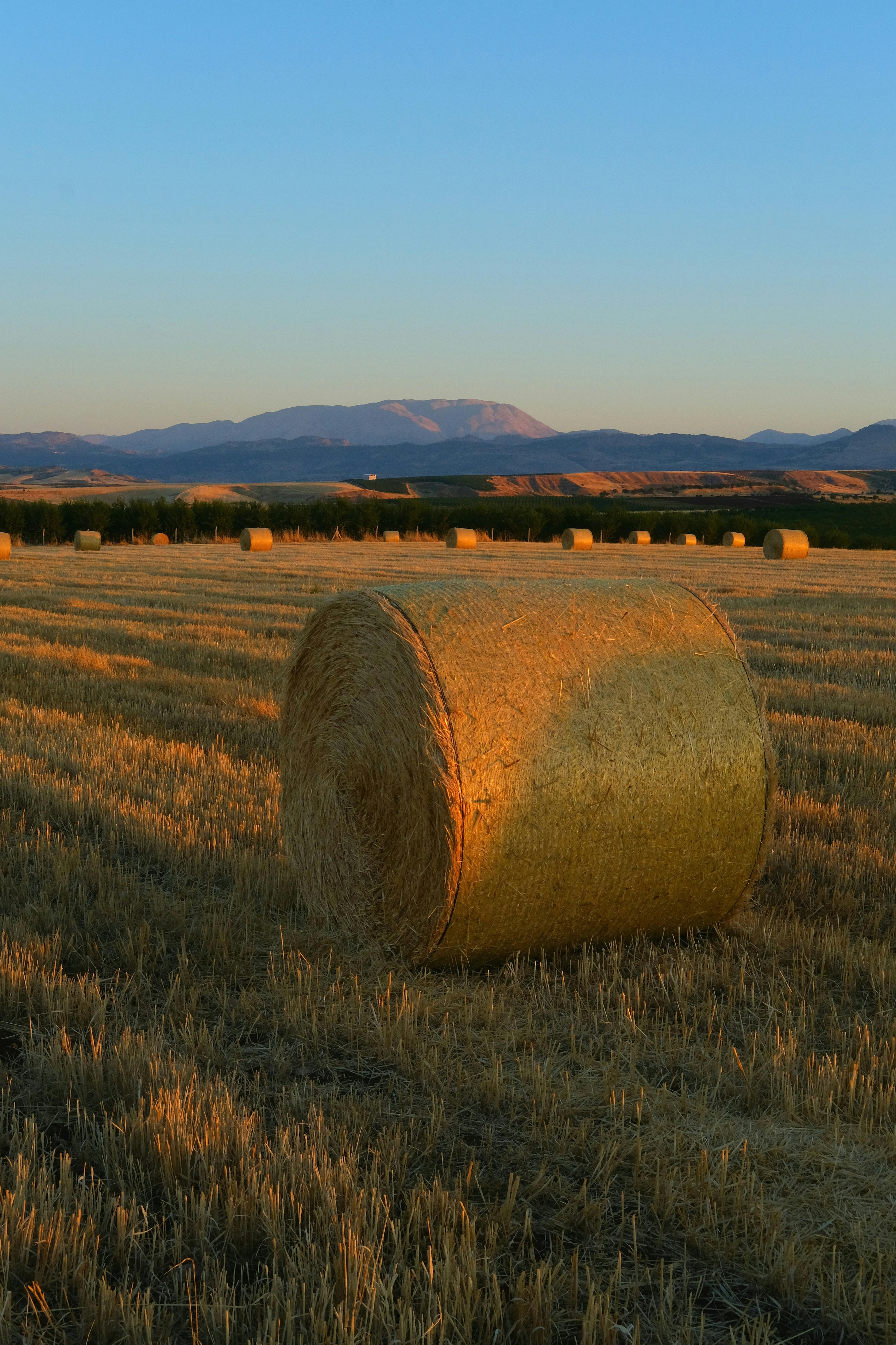 Panoramic Photograph of Haystacks on Field · Free Stock Photo
