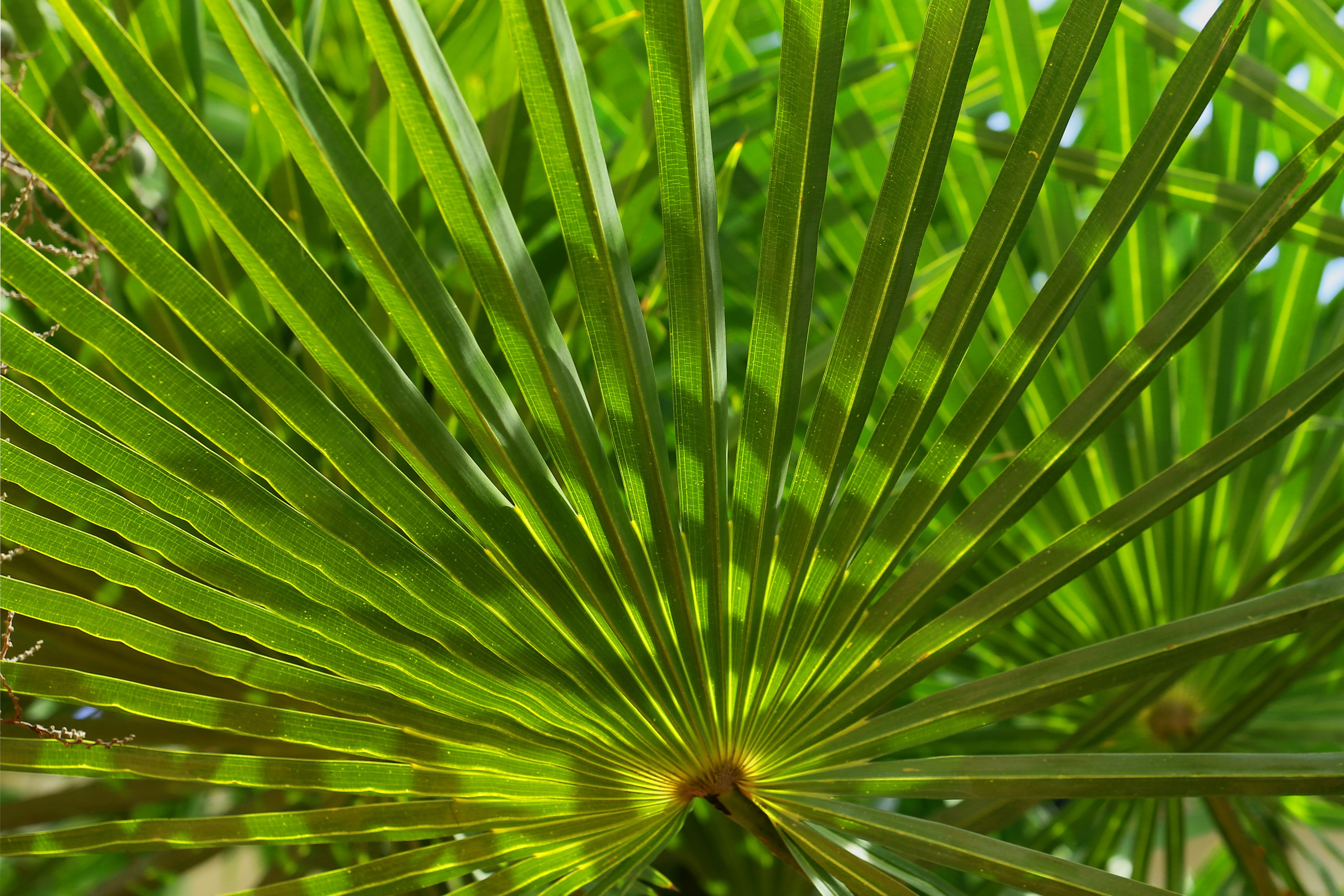 Slim Palm Tree Leaves · Free Stock Photo