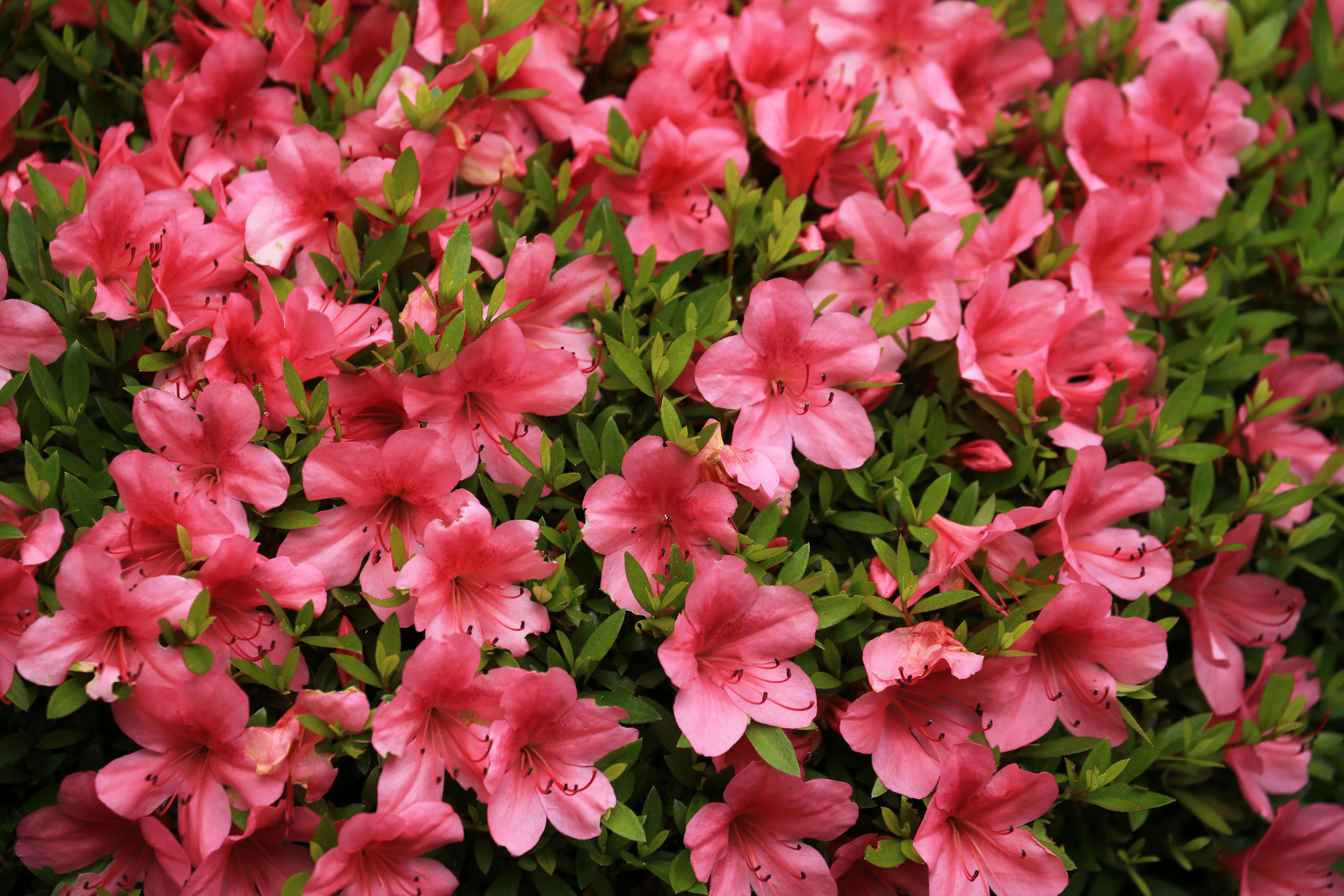 Shrub of Azalea · Free Stock Photo