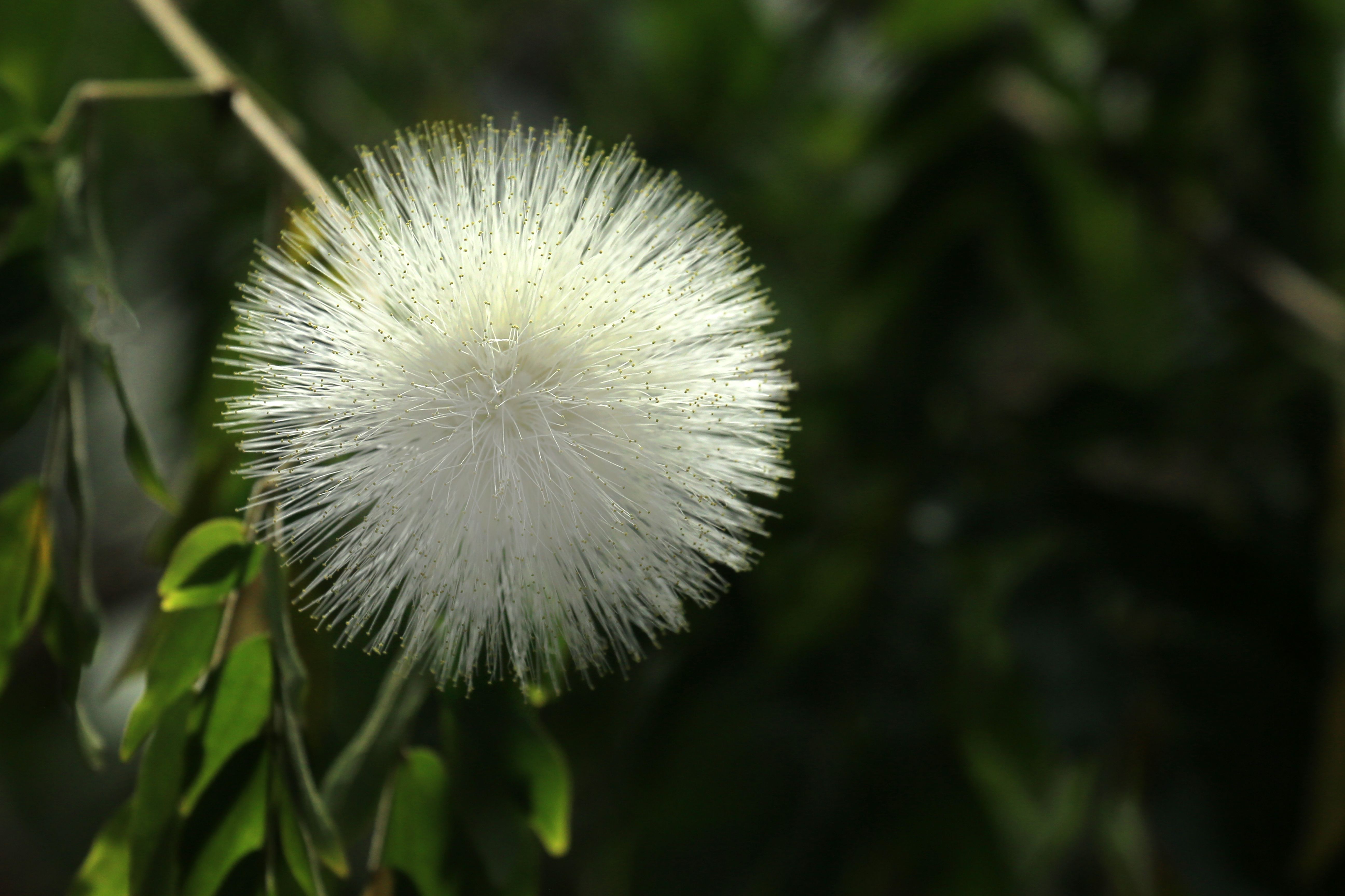Dandelion Puff on Meadow · Free Stock Photo