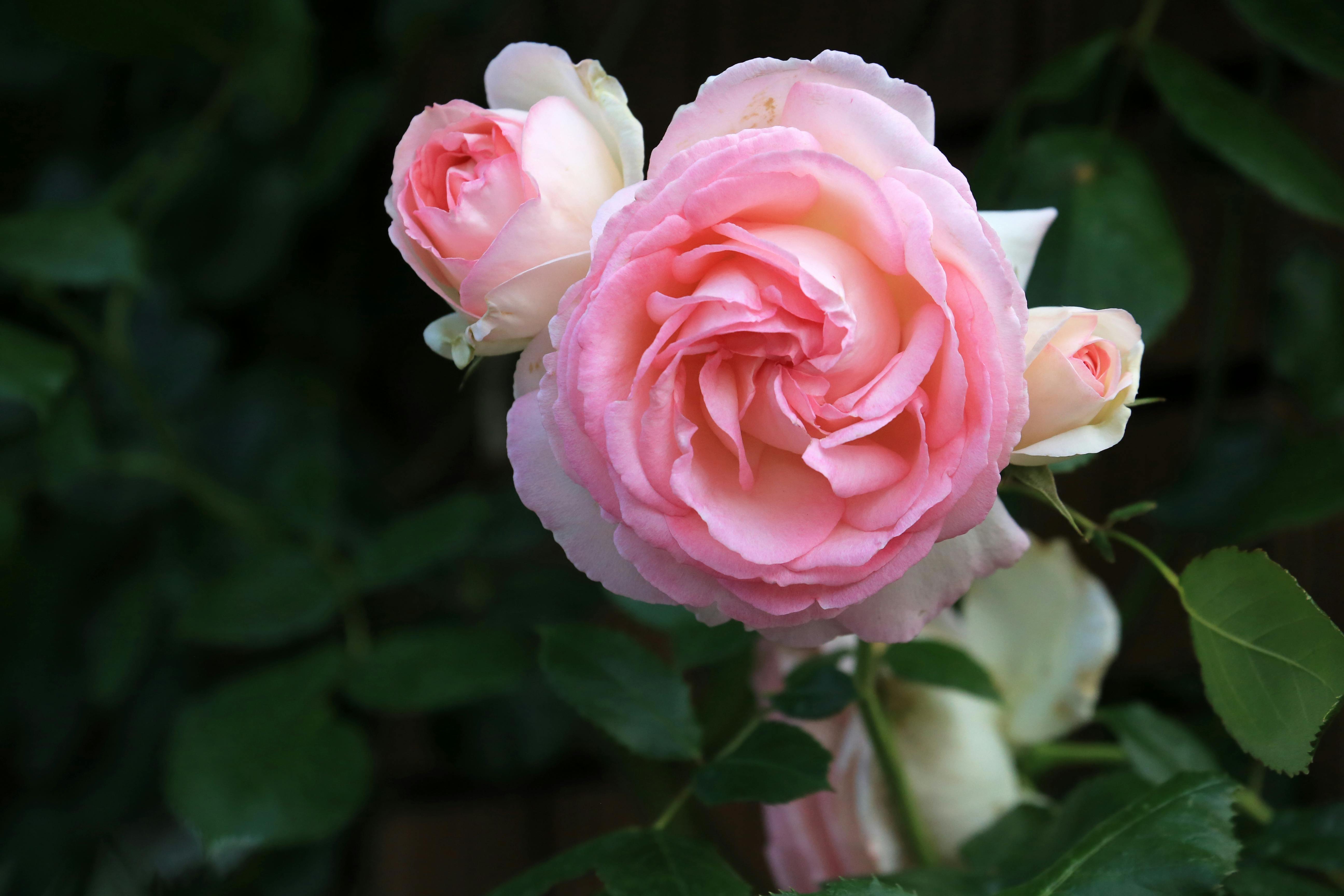 Darklord Rose In The Hood Photos, Download The BEST Free Darklord Rose ...