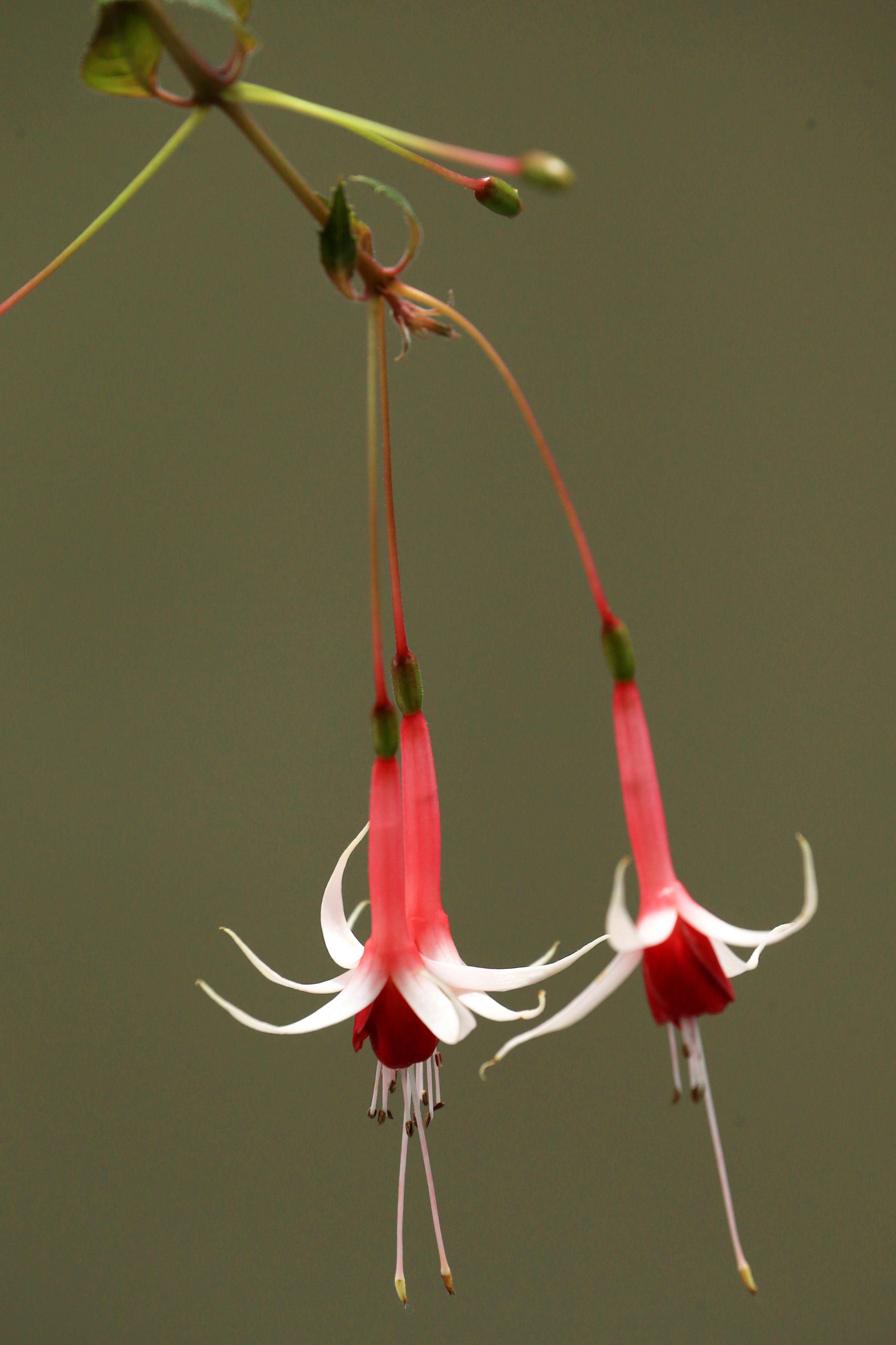 Close-up of Fuchsia Flowers · Free Stock Photo