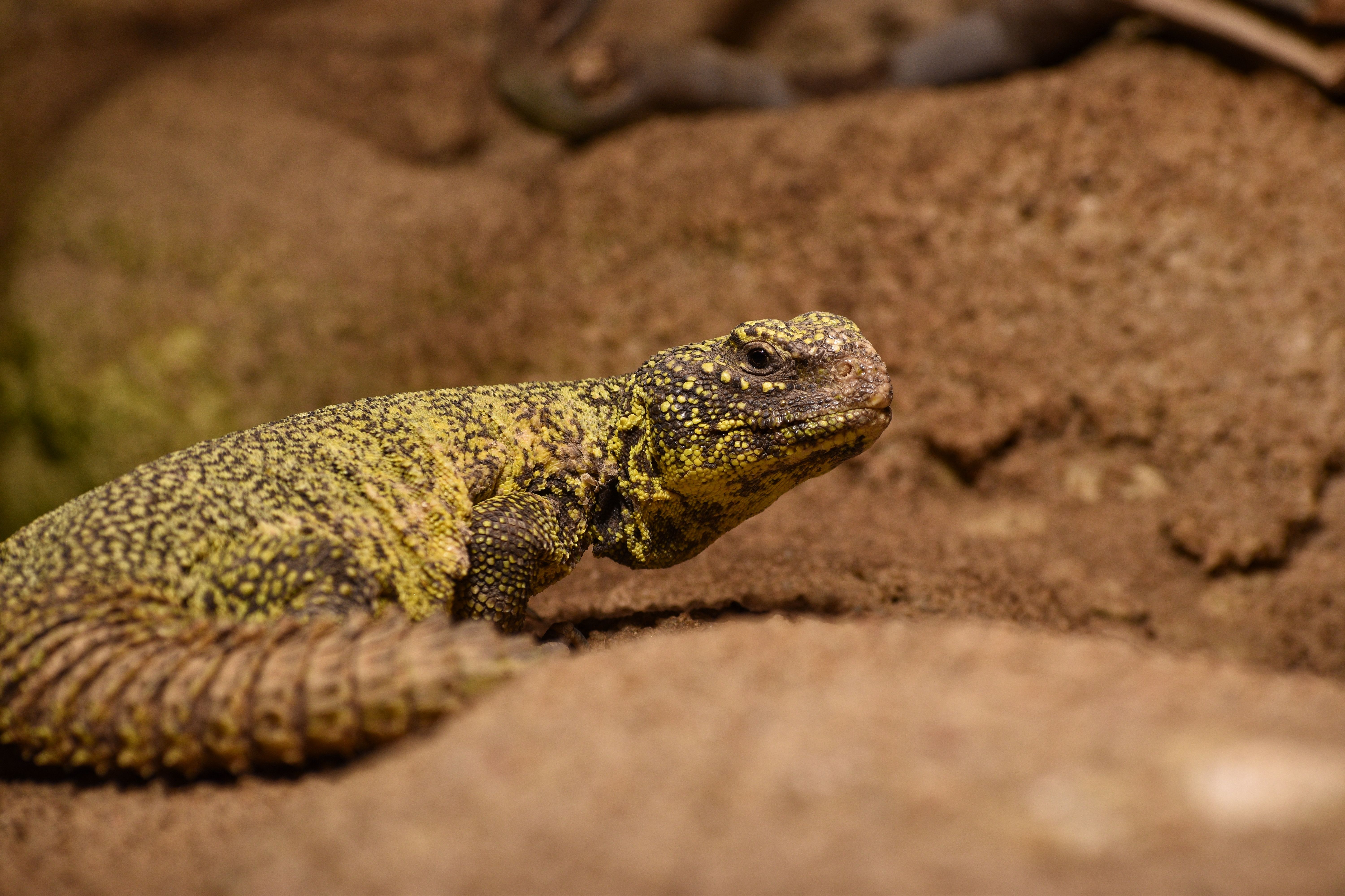 Close-up of a North African Mastigure Lizard · Free Stock Photo