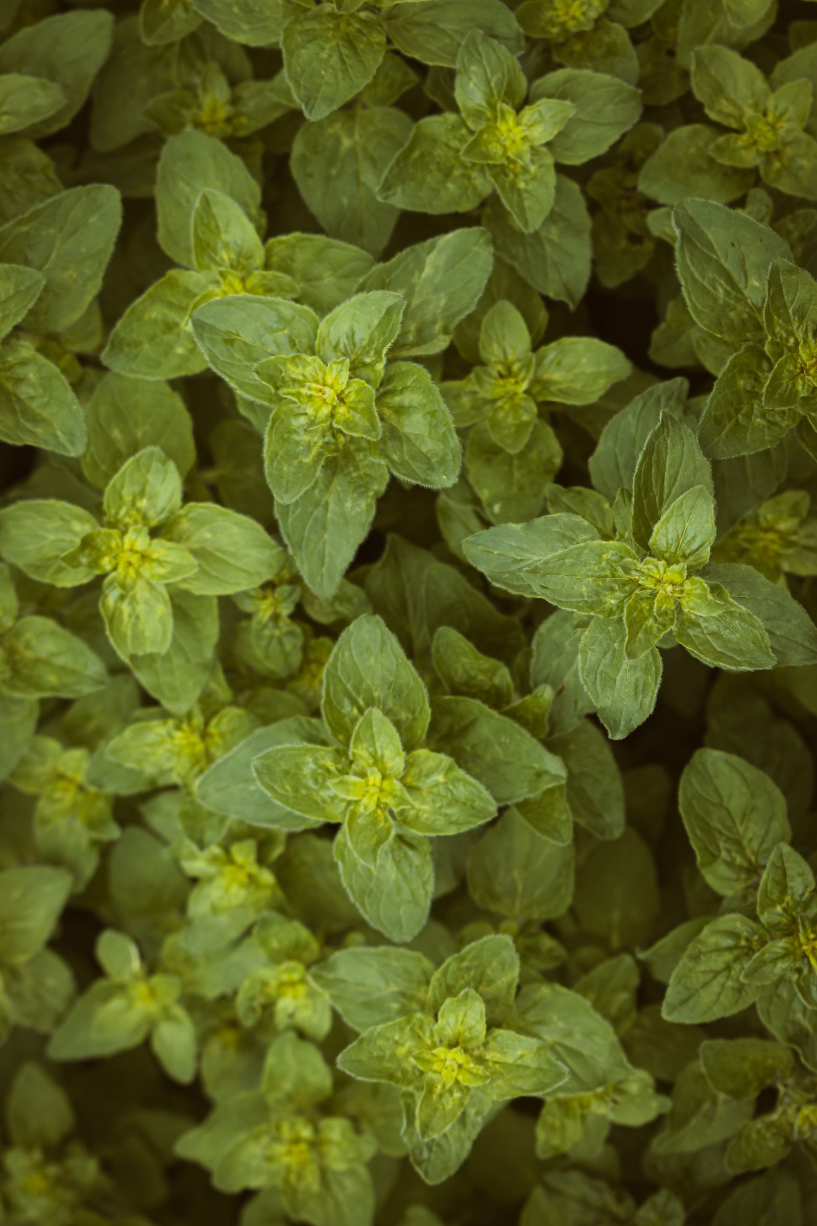 Oregano Plant Photos, Download The BEST Free Oregano Plant Stock Photos ...
