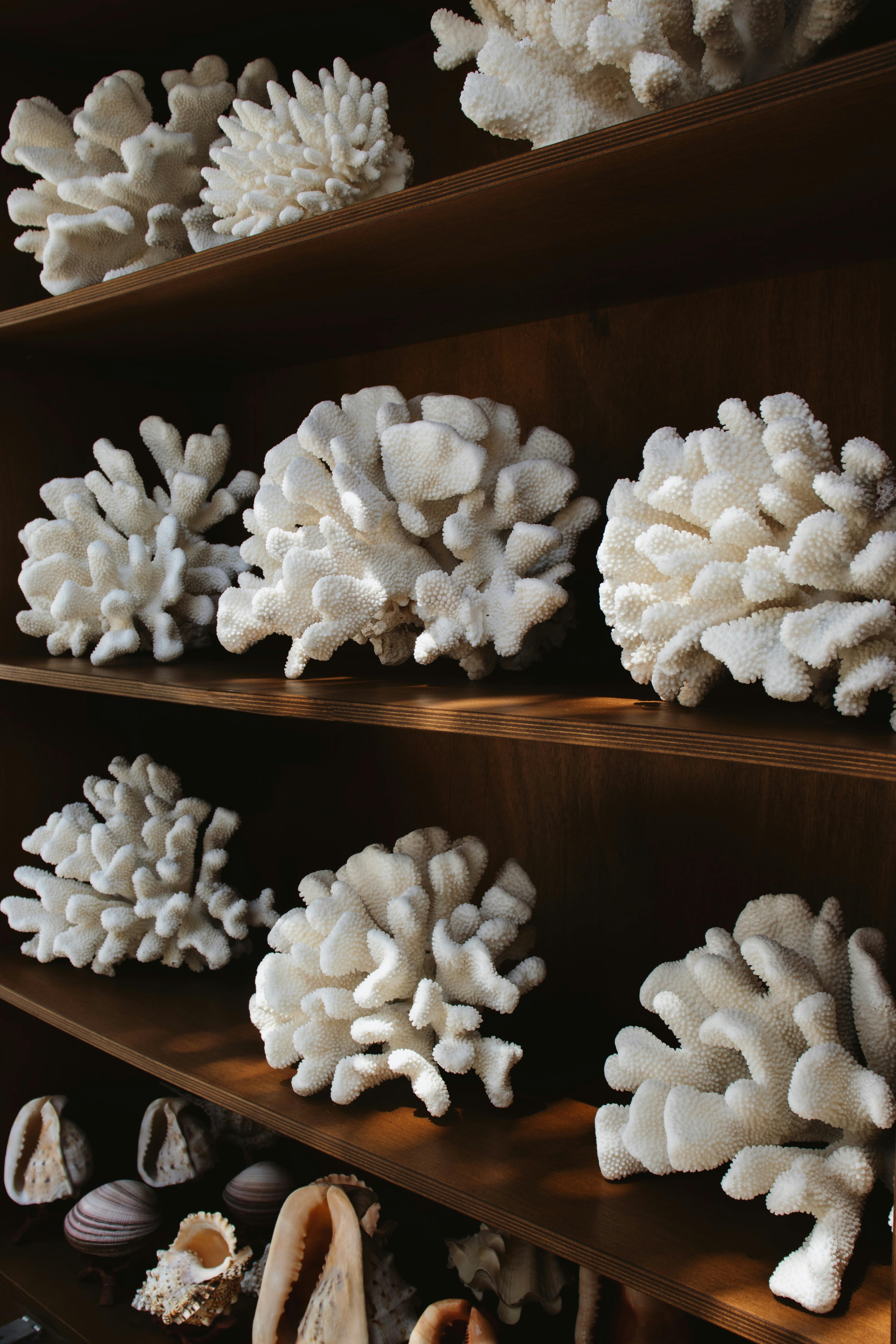 Seashells placed on shelf in apartment · Free Stock Photo