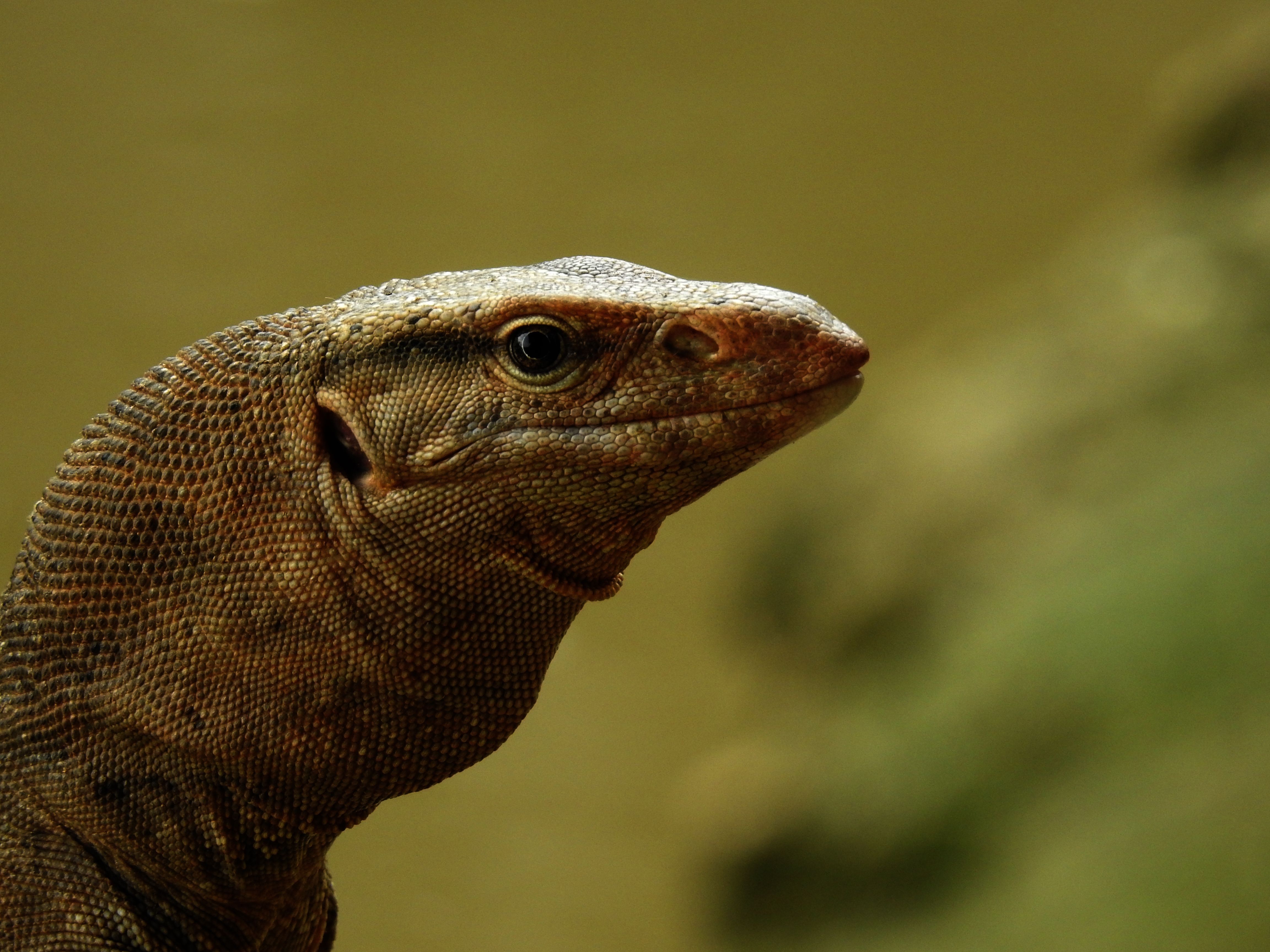 Bengal Monitor in Side View · Free Stock Photo