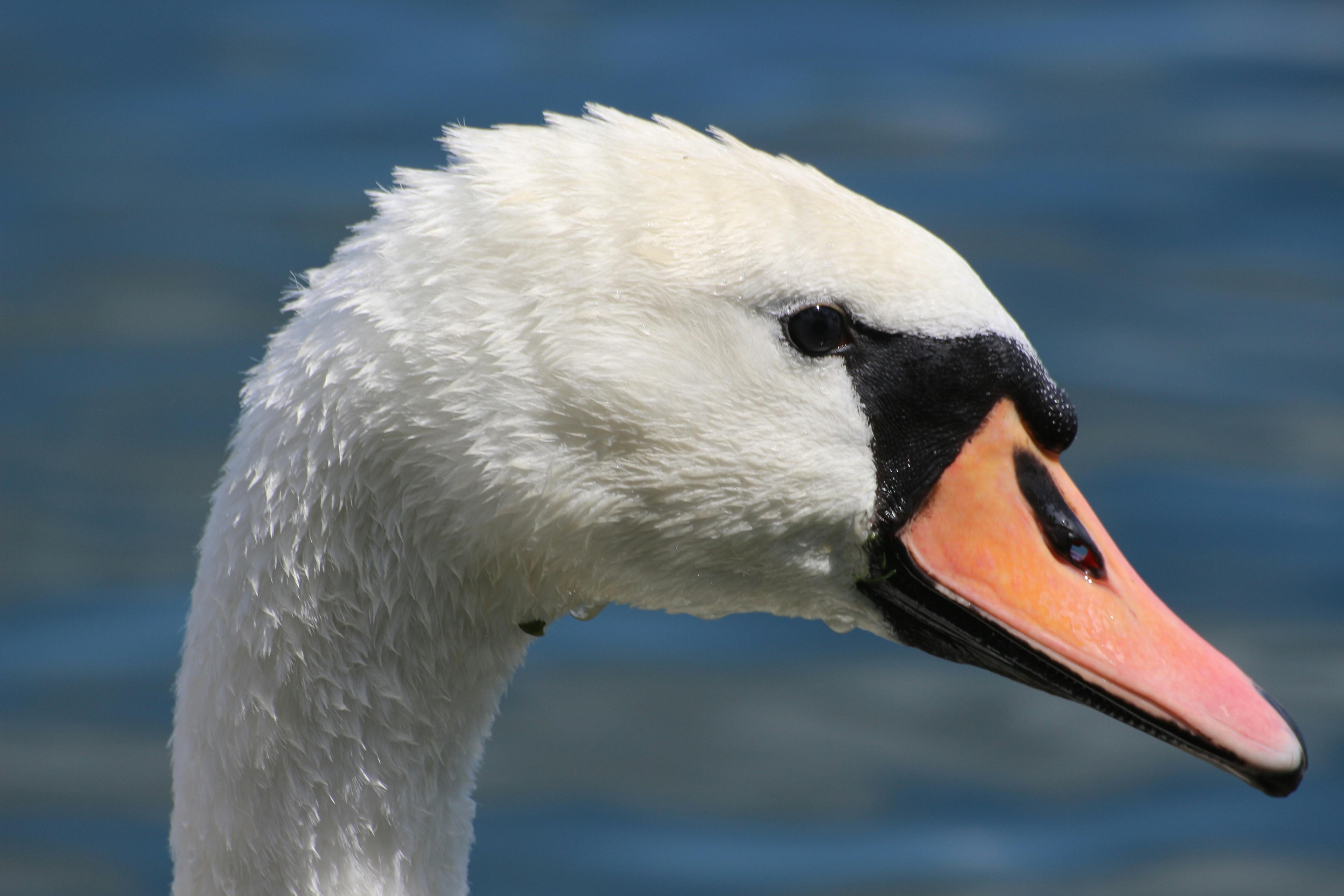 Close-up of the Head of a Swan · Free Stock Photo
