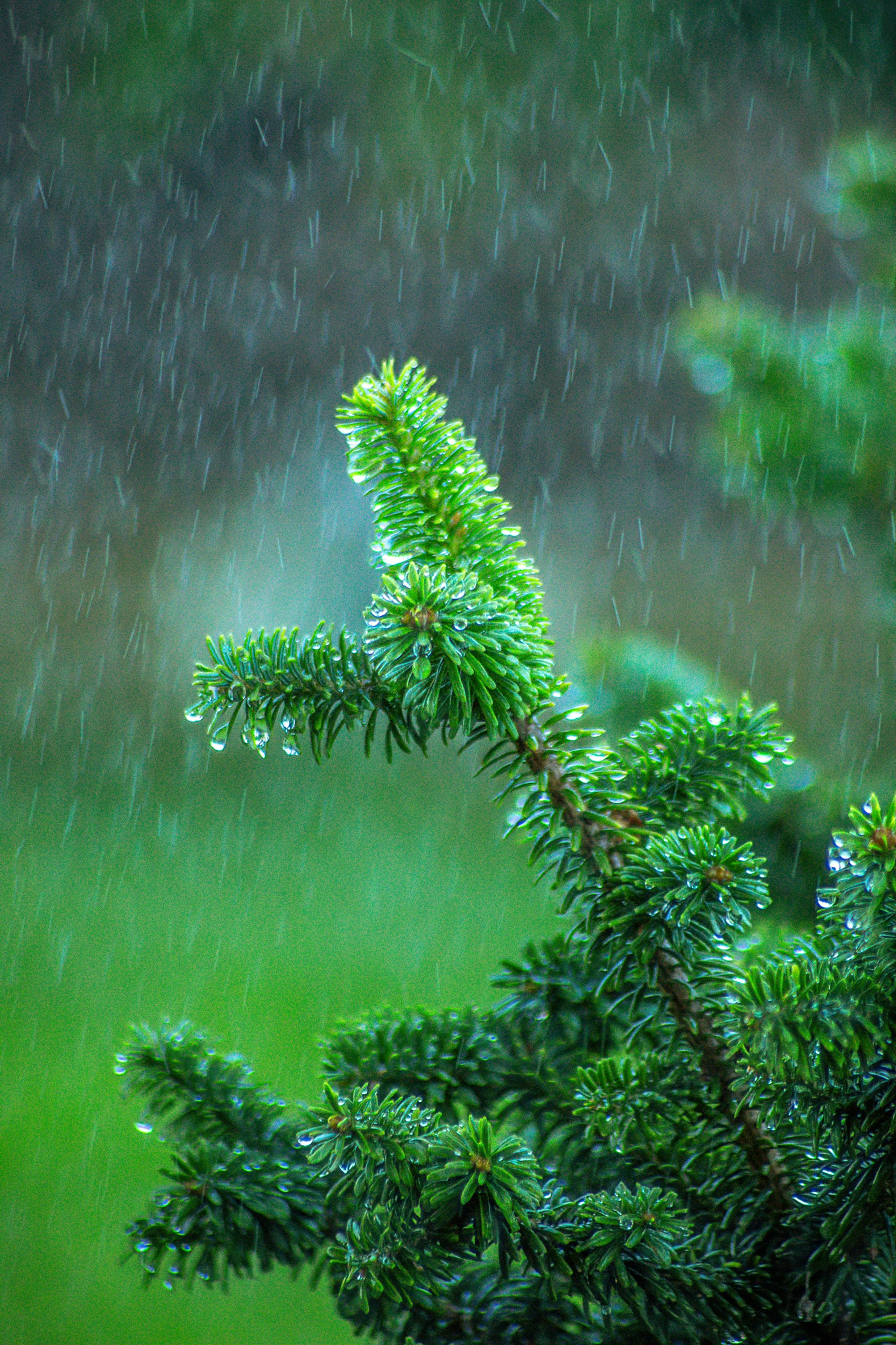 Rain Falling on Conifer Tree in Nature · Free Stock Photo