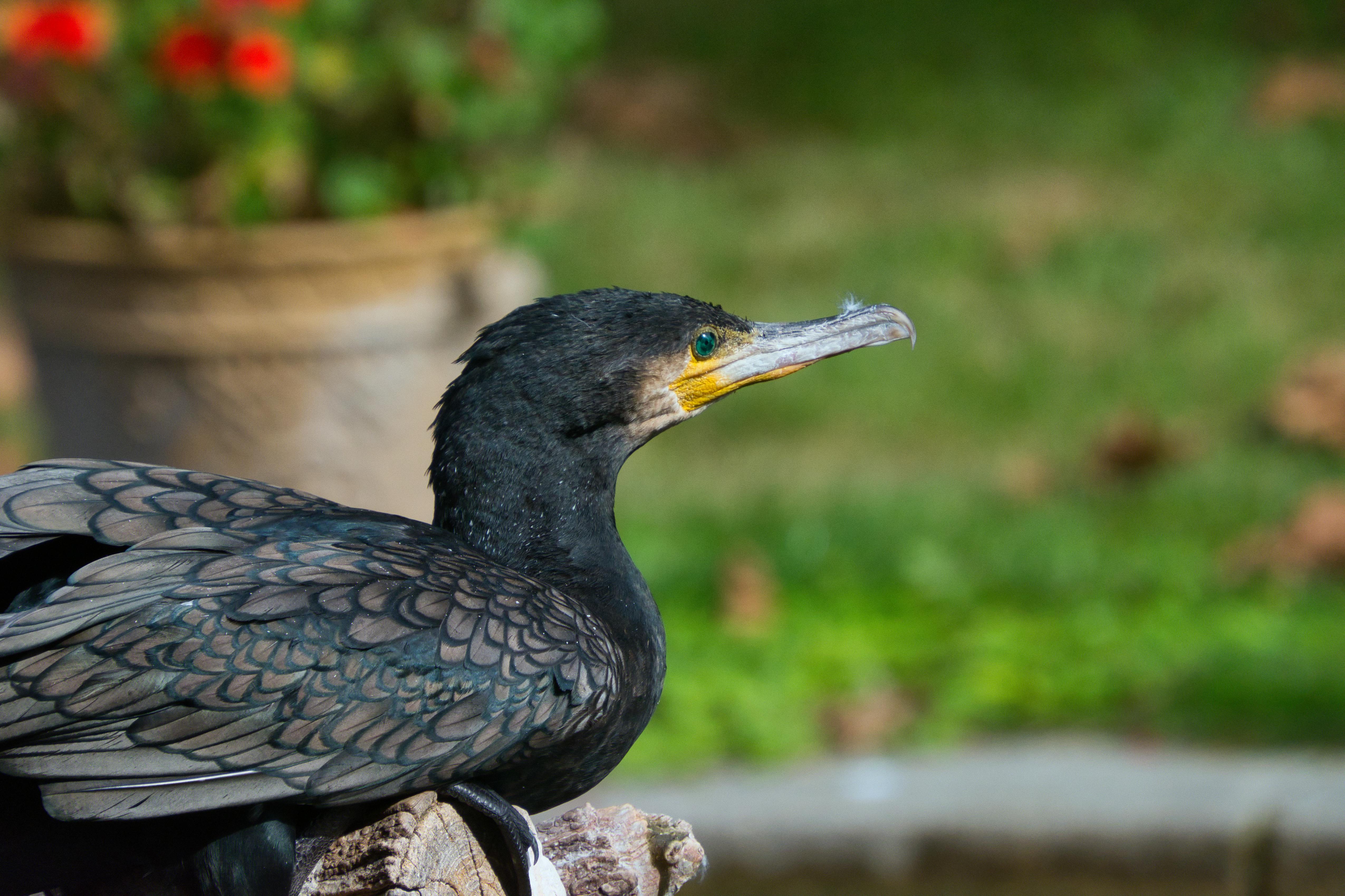 Great Cormorant in Side View · Free Stock Photo