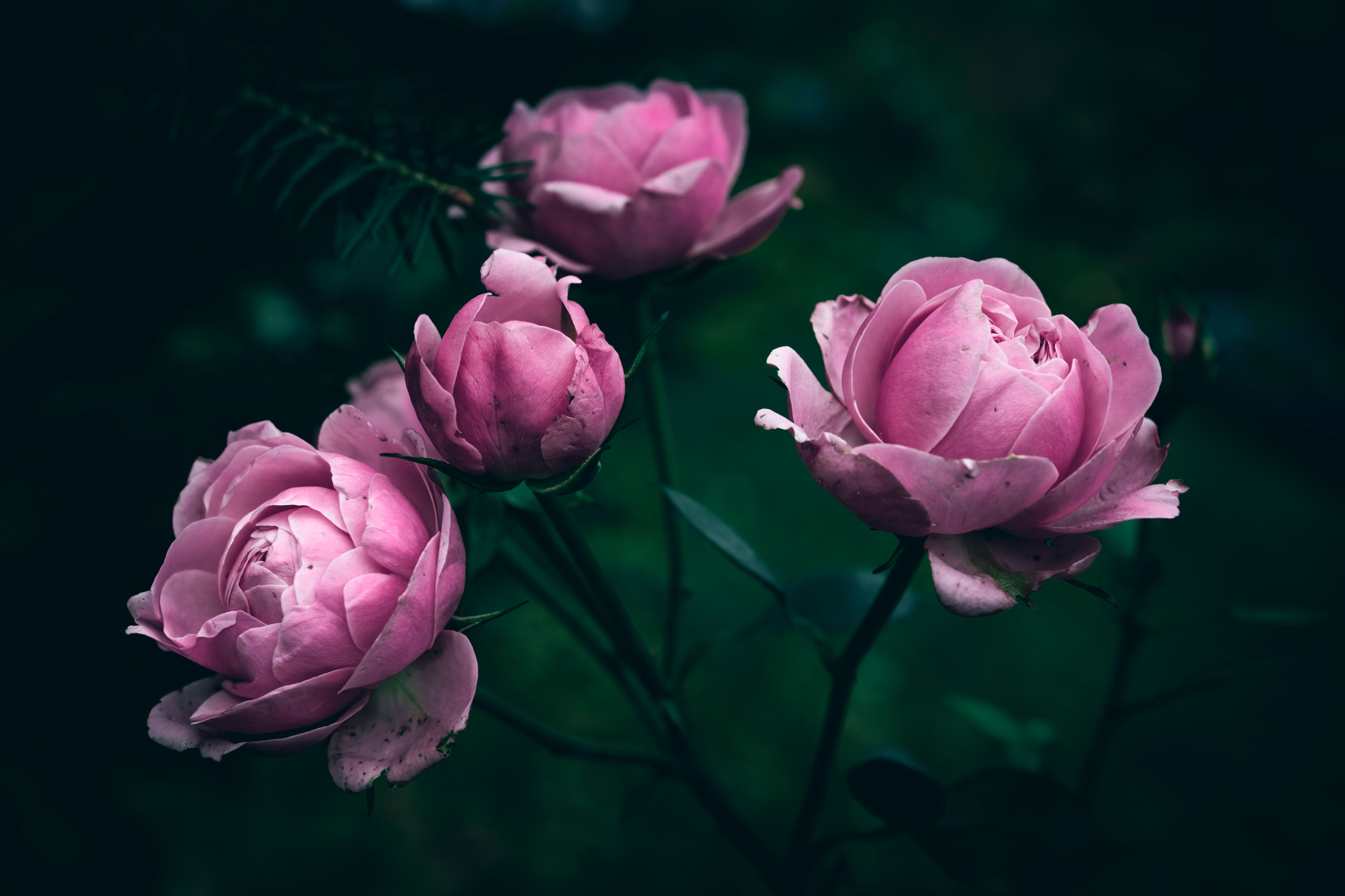 A close up of several pink rose flowers in the garden · Free Stock Photo