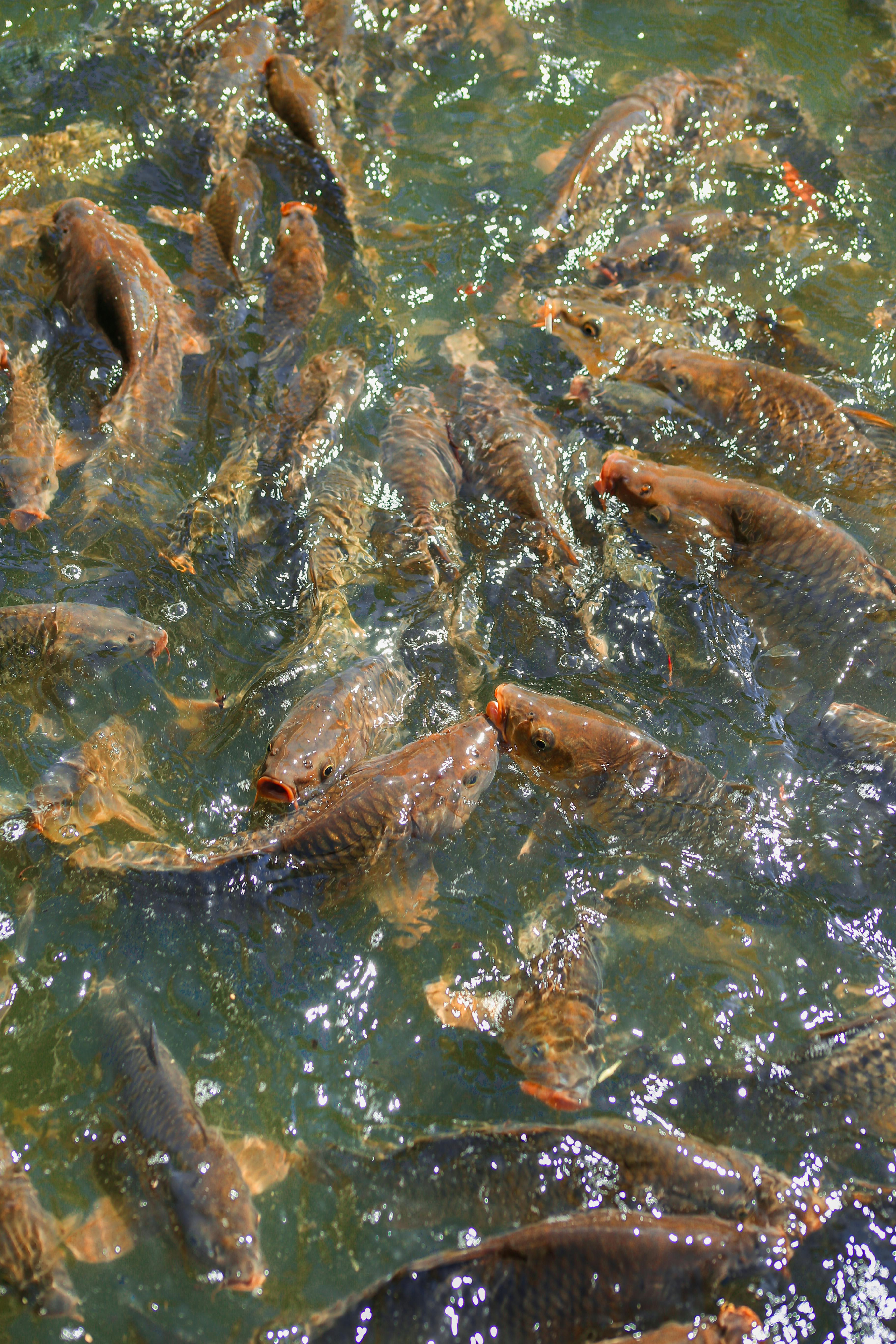 Shiny fish swimming in water with splash · Free Stock Photo