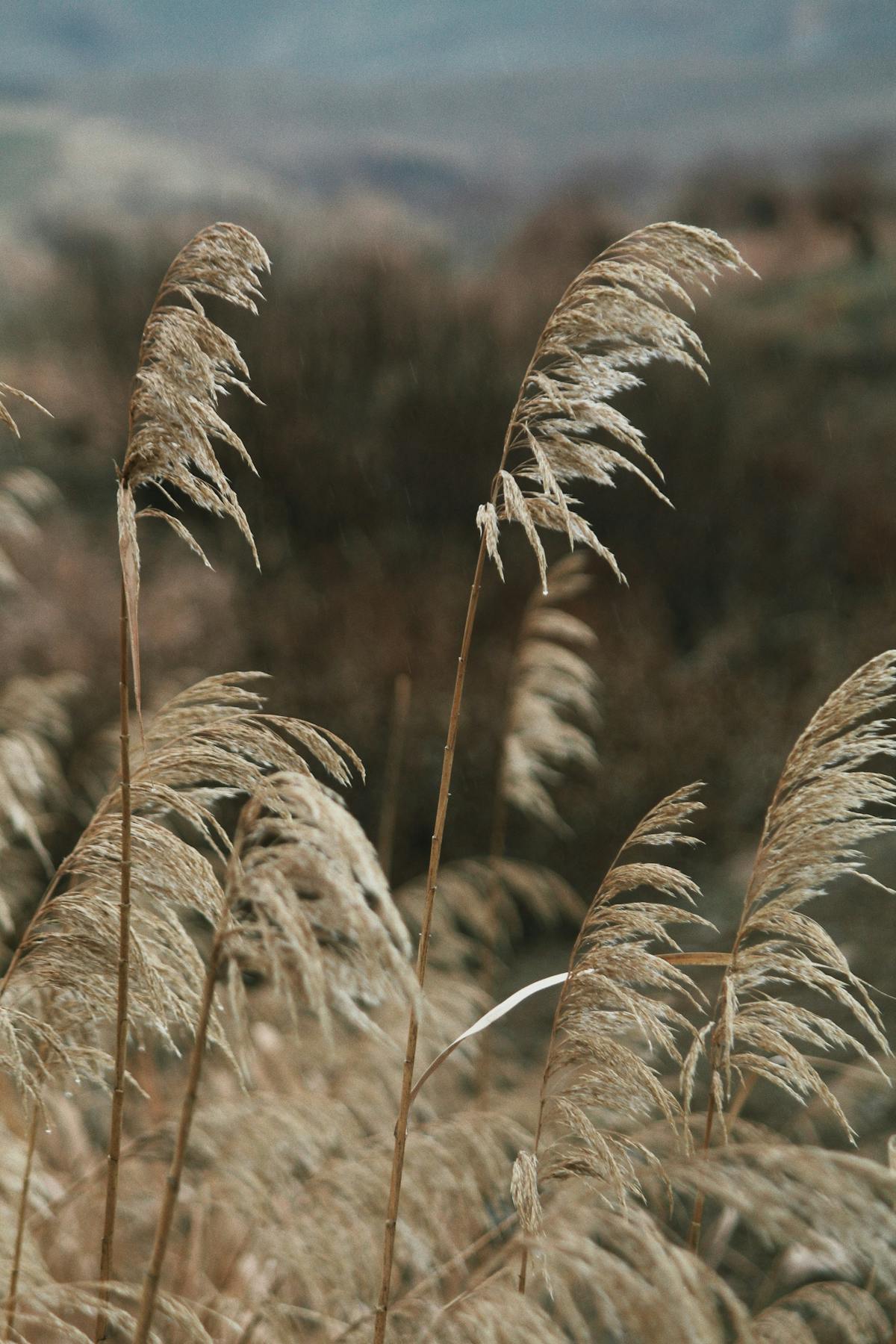45.786+ Fotos y Imágenes de Dones naturales Gratis · Banco de Fotos Gratis
