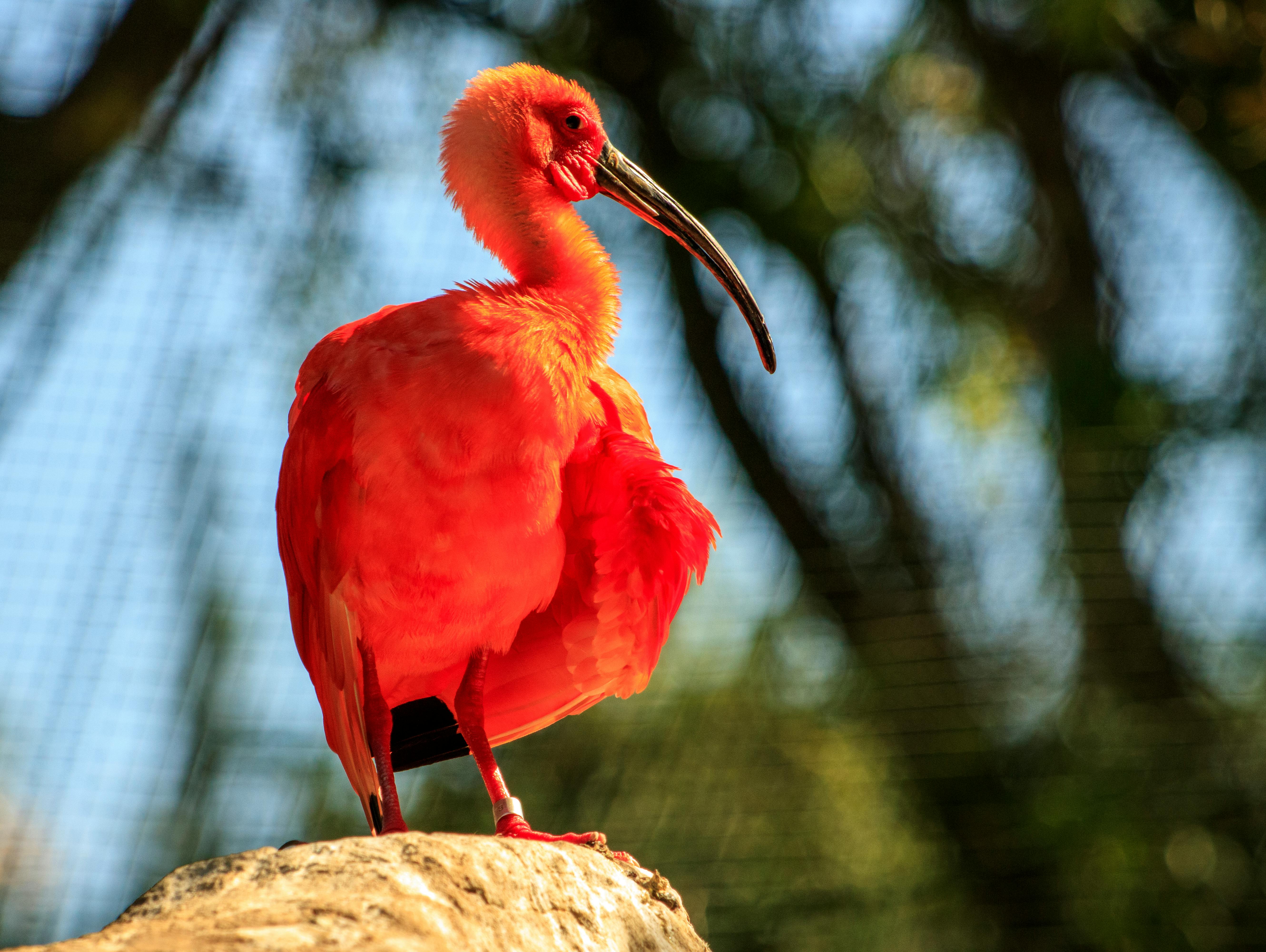 Close-up of a Scarlet Ibis · Free Stock Photo