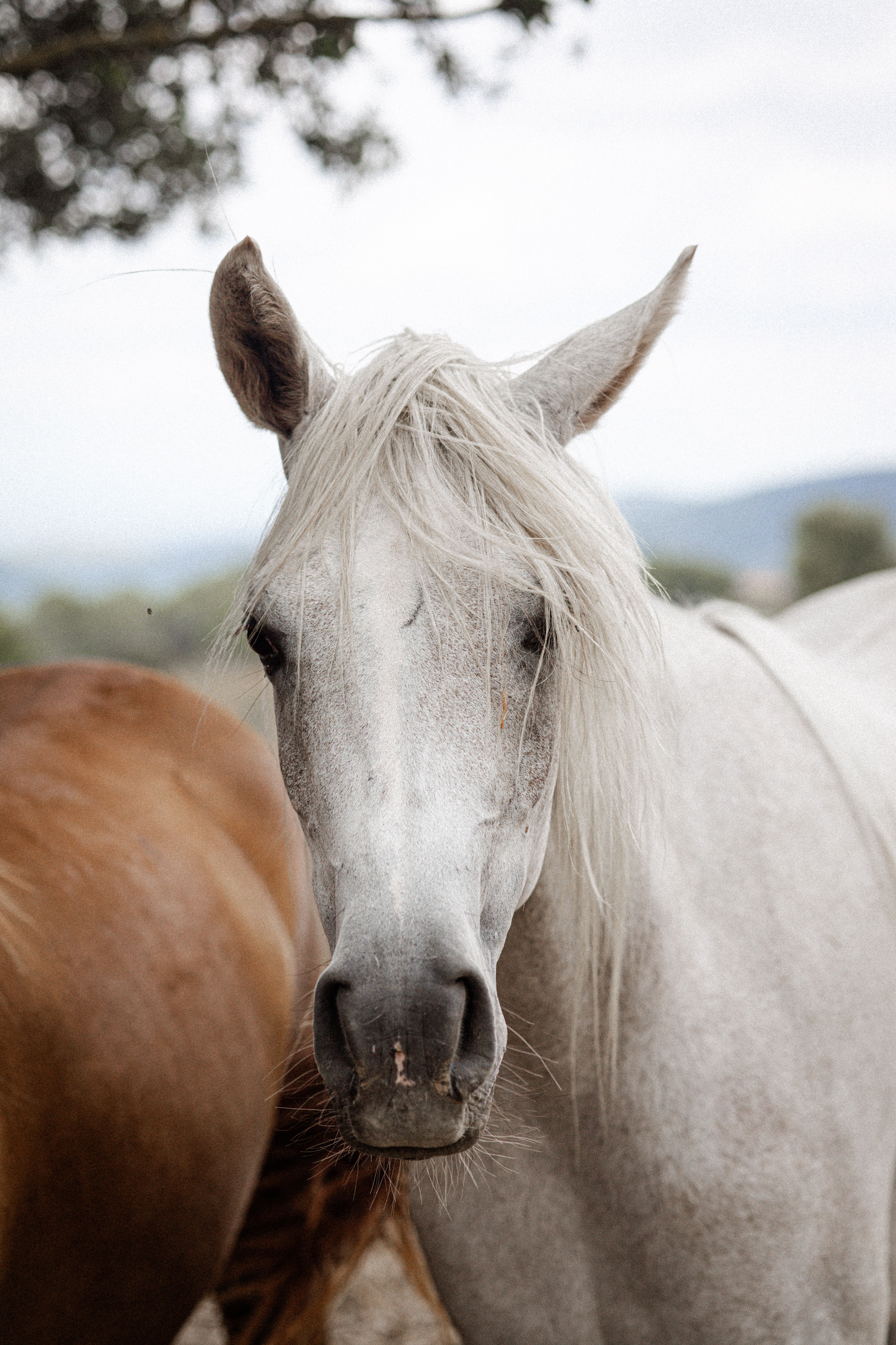 Head of Horse in Herd · Free Stock Photo