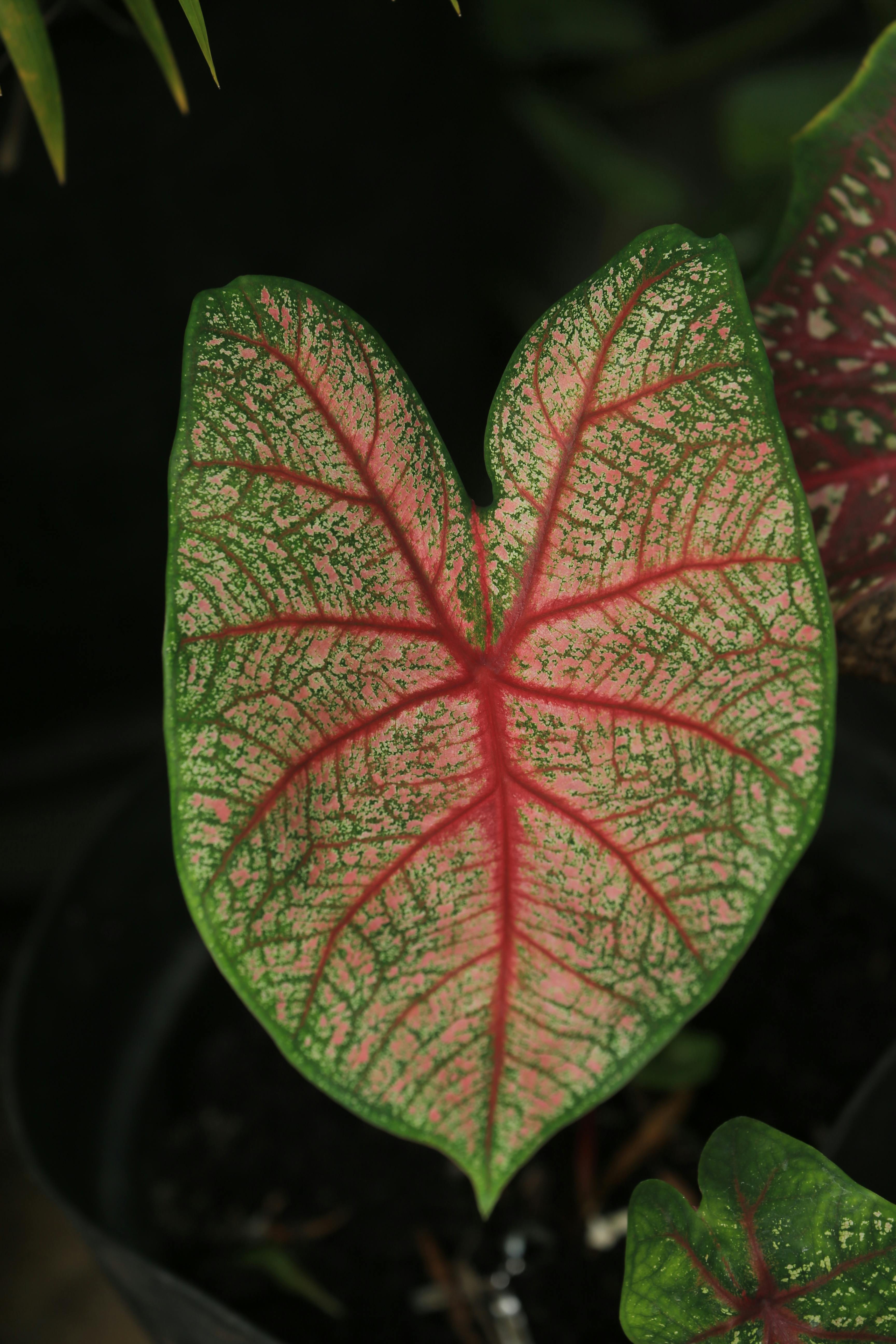 Heart of Jesus Plant · Free Stock Photo