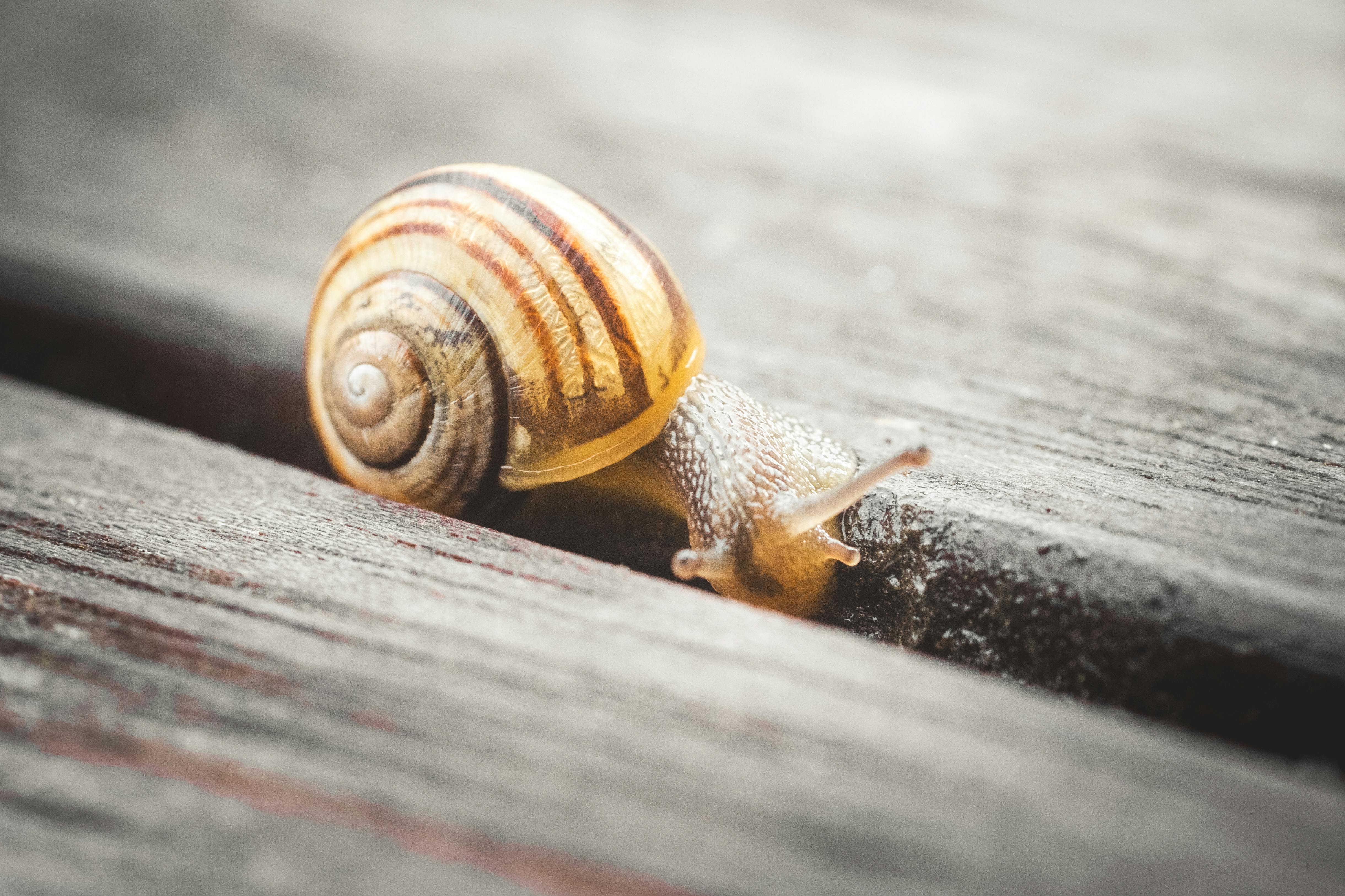 Snail on Wooden Boards · Free Stock Photo