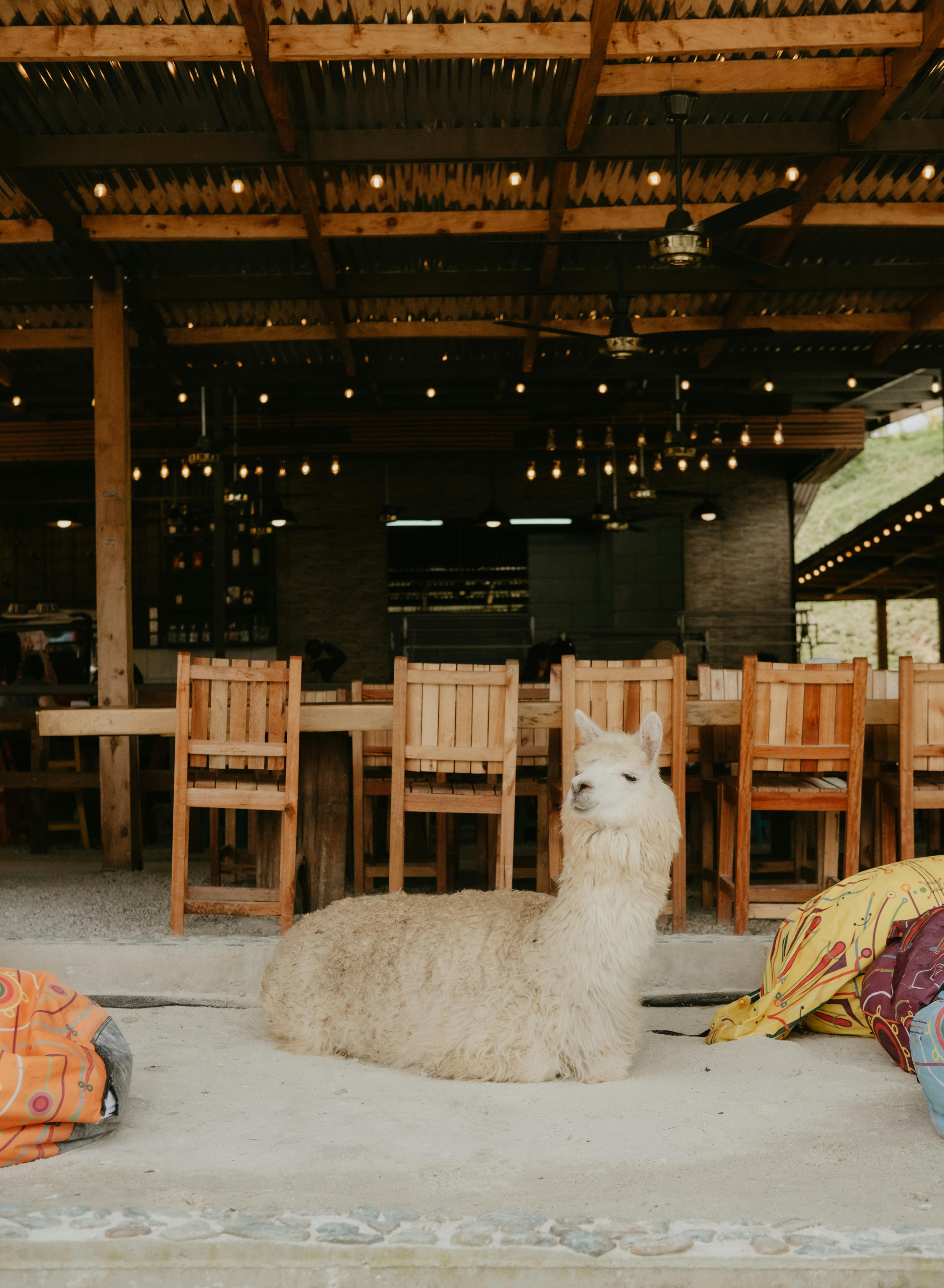 Alpaca in a Restaurant · Free Stock Photo
