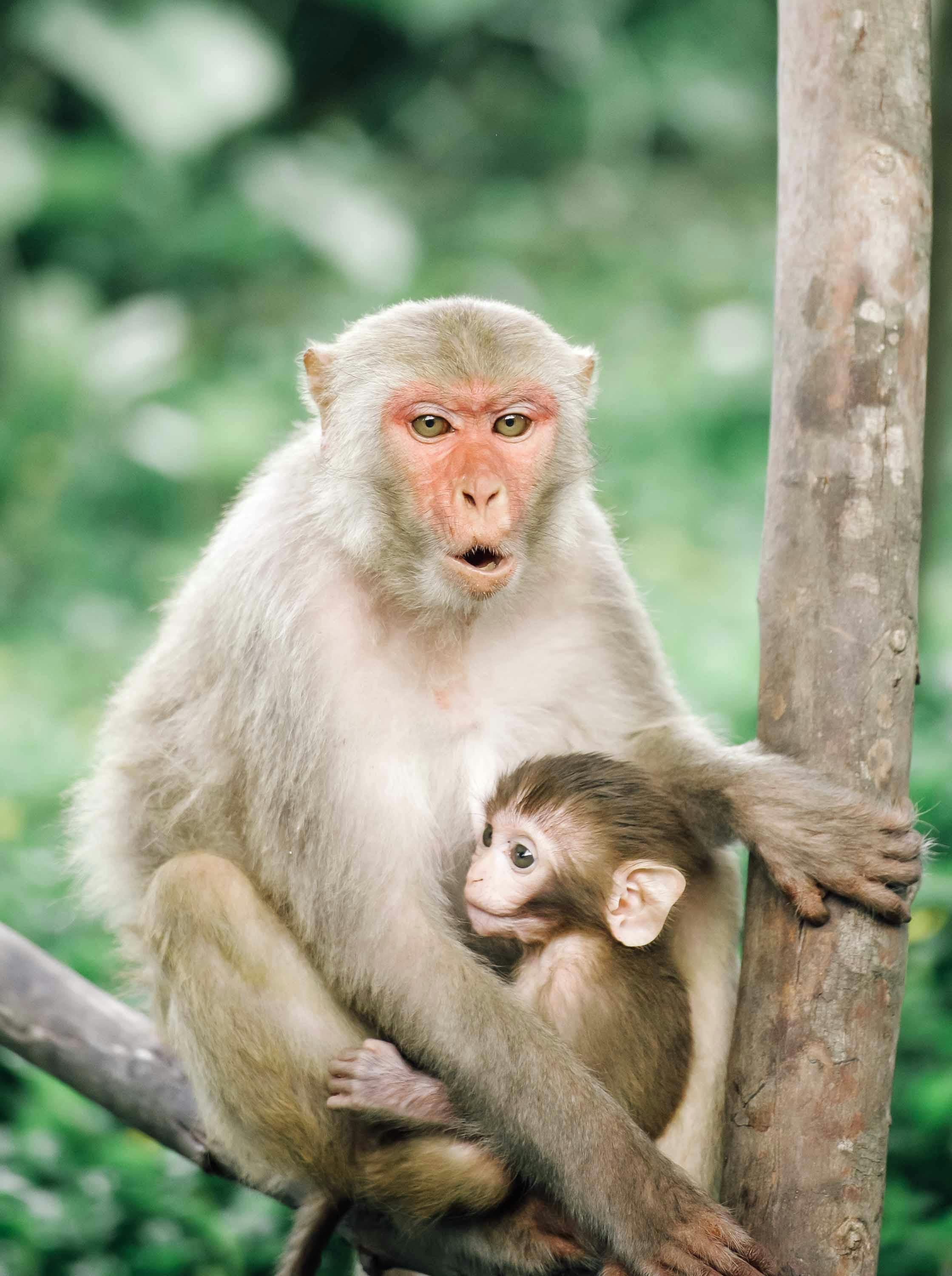 Macaque with Baby on Tree · Free Stock Photo