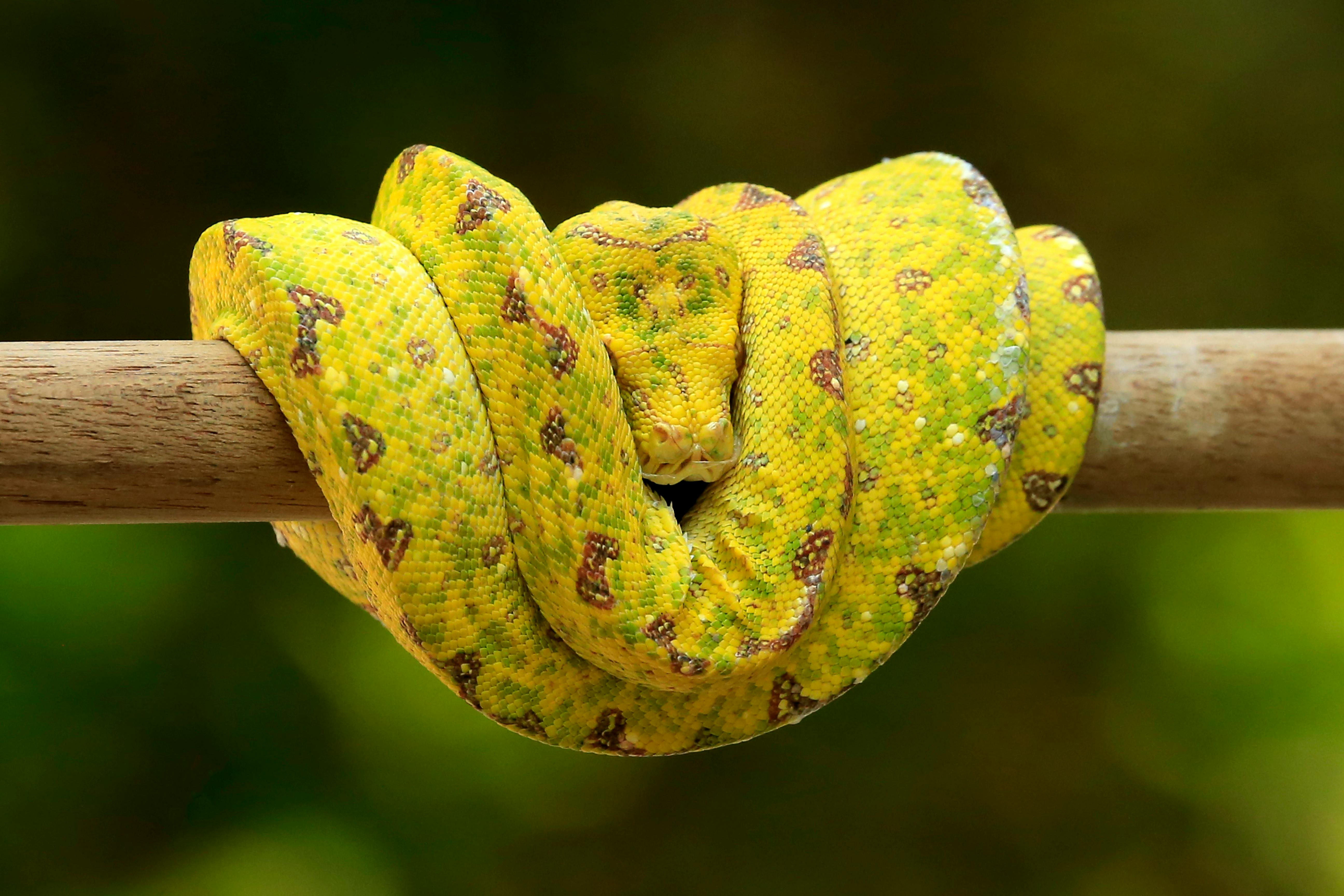 Green Tree Python on Branch · Free Stock Photo