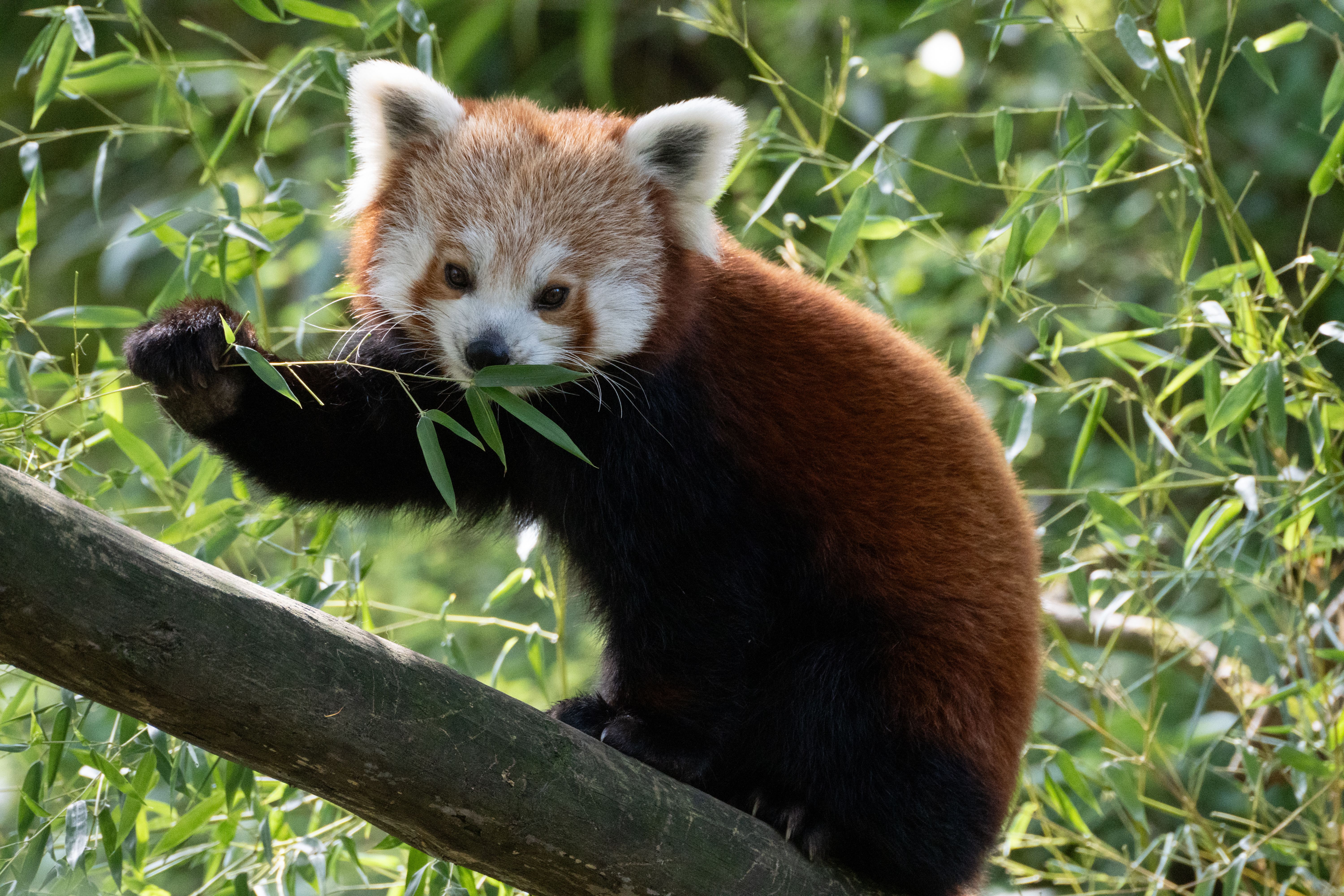 Pandas Leaves Photos, Download The BEST Free Pandas Leaves Stock Photos ...