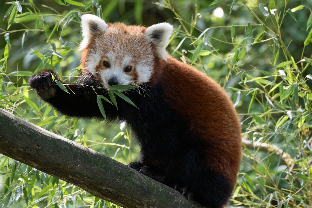 Funny Panda Photos, Download The BEST Free Funny Panda Stock Photos ...