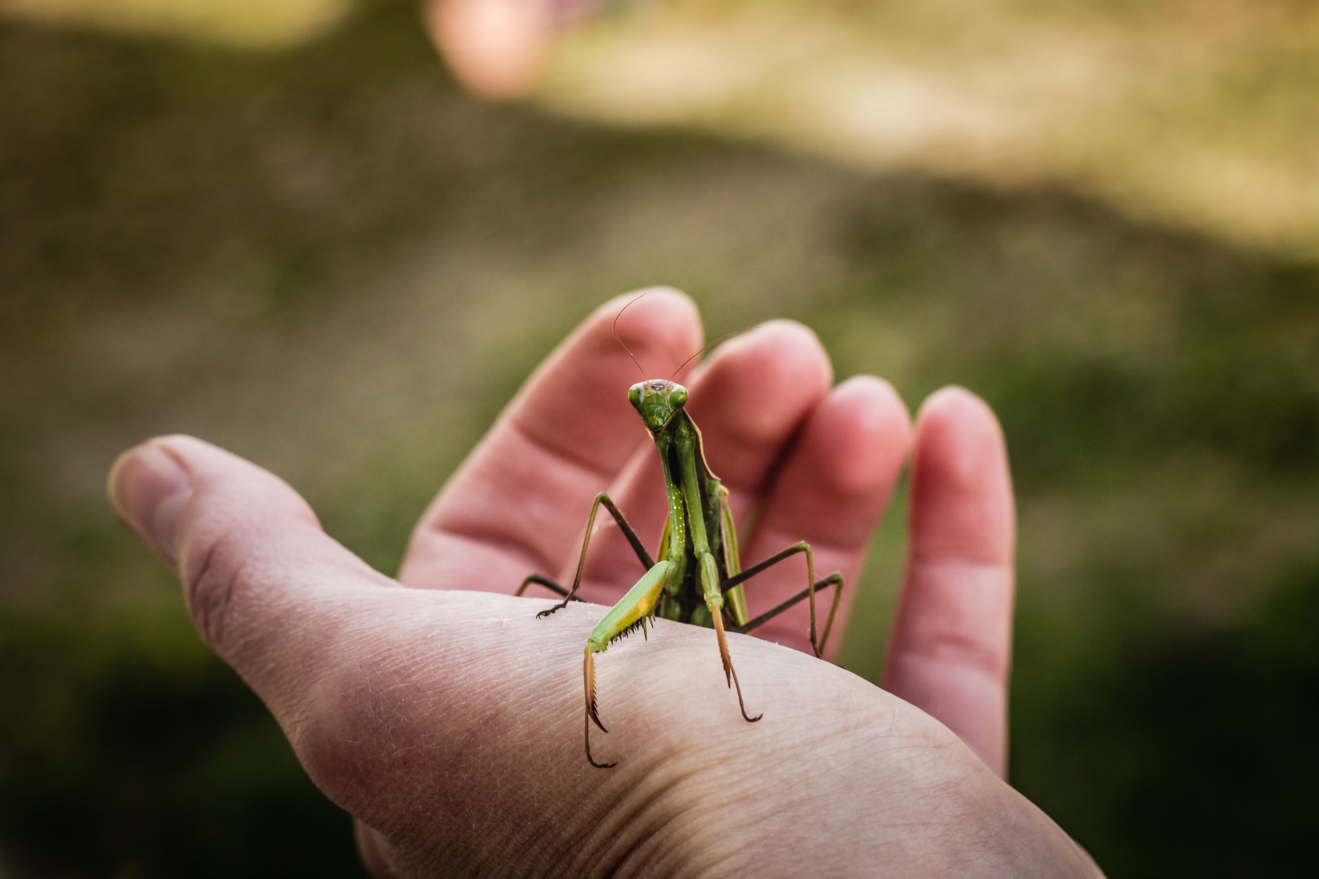 Left Animal Photos, Download The BEST Free Left Animal Stock Photos ...