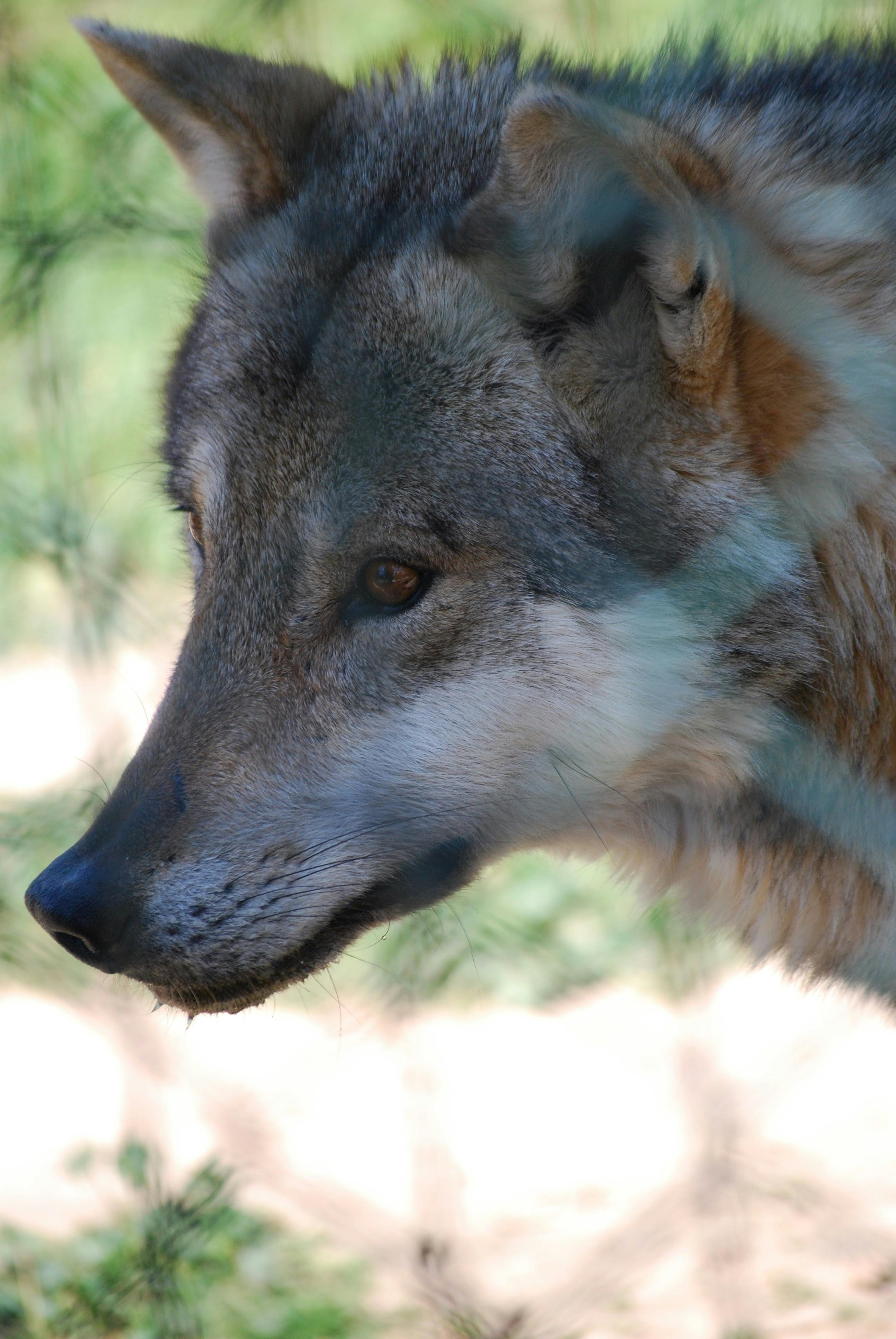 Jim Zafiris - 摄影