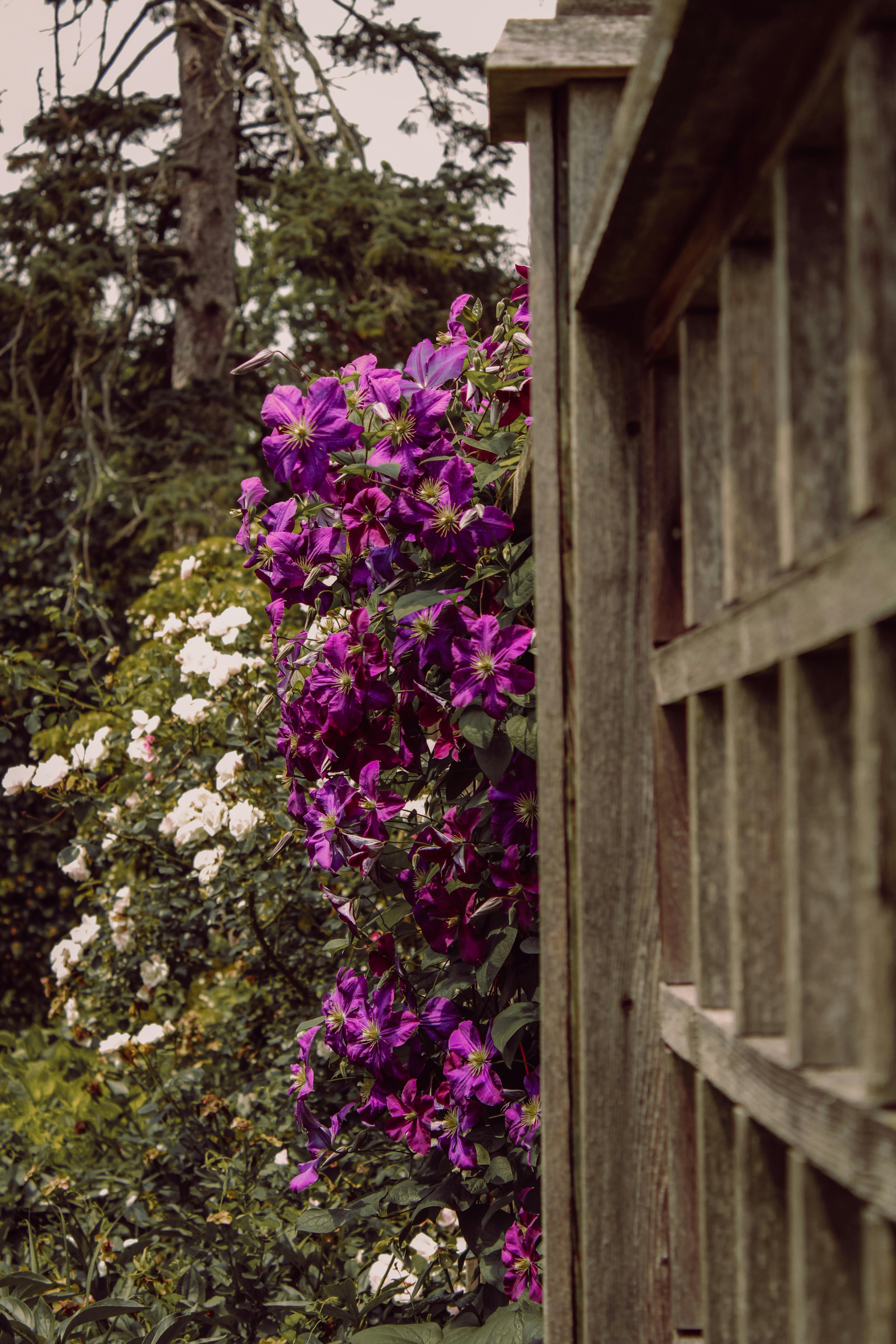 albin johnson - Photography