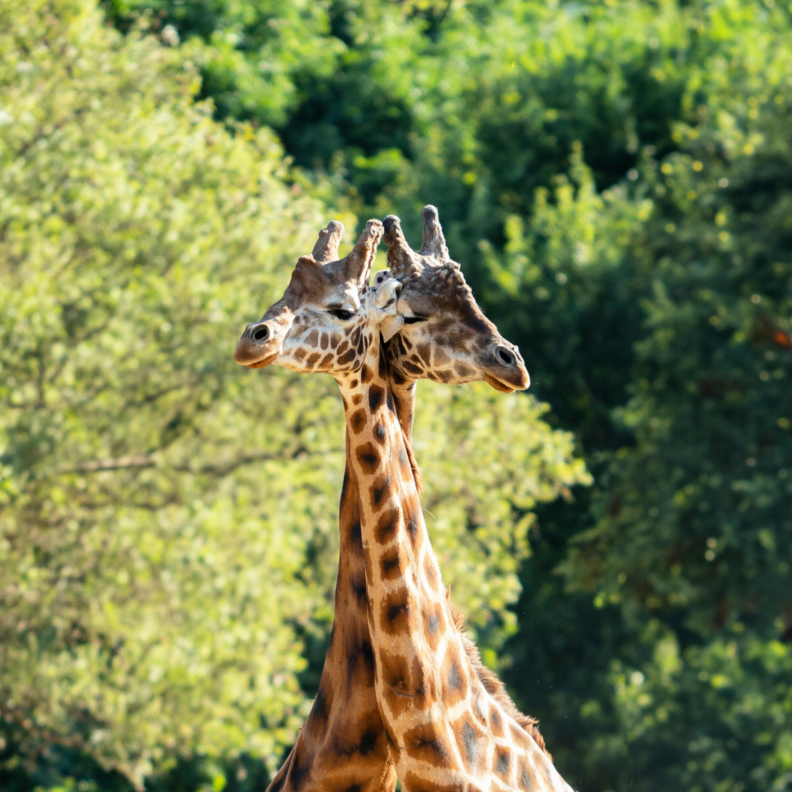 Giraffes in Summer Park · Free Stock Photo