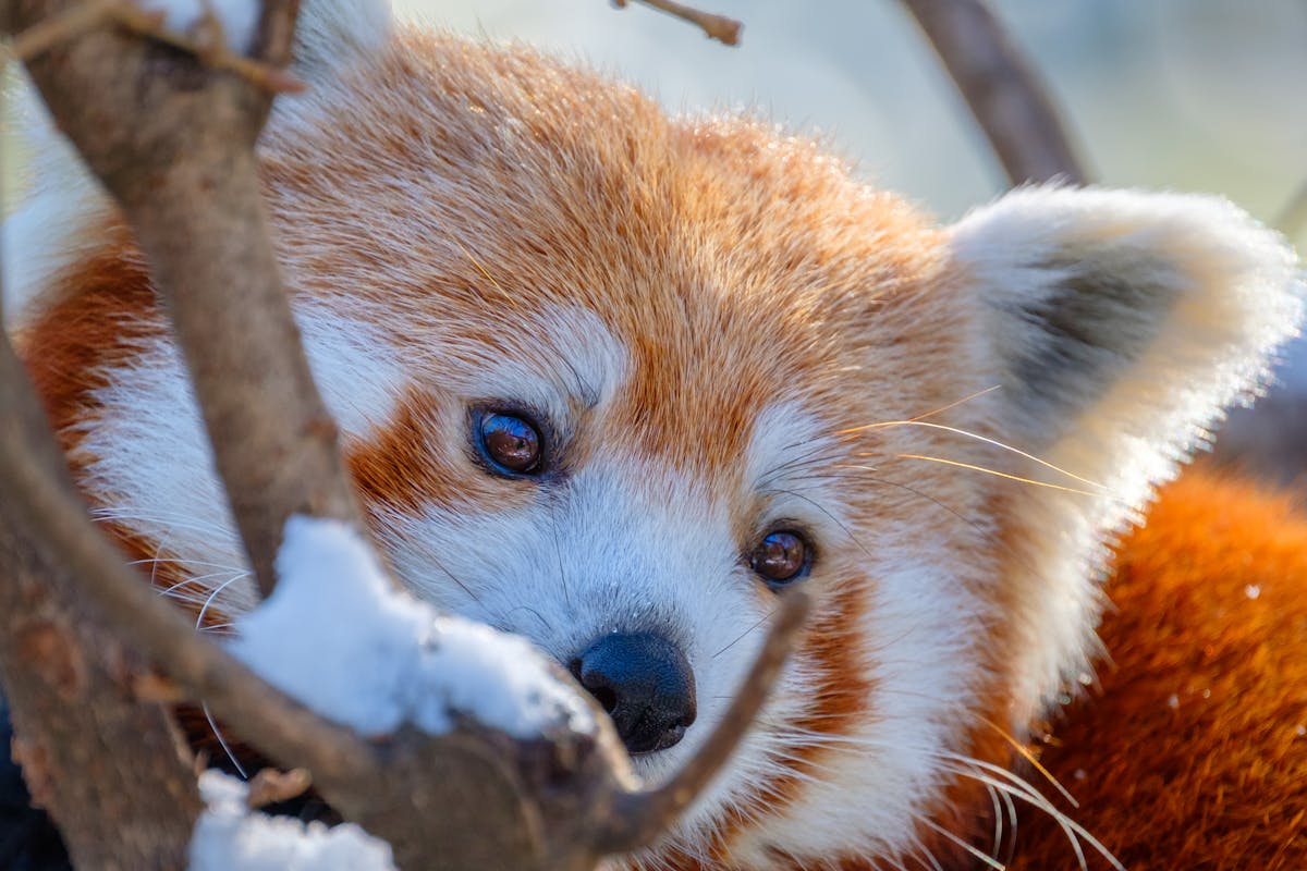 Cute Red Panda Photos, Download The BEST Free Cute Red Panda Stock ...