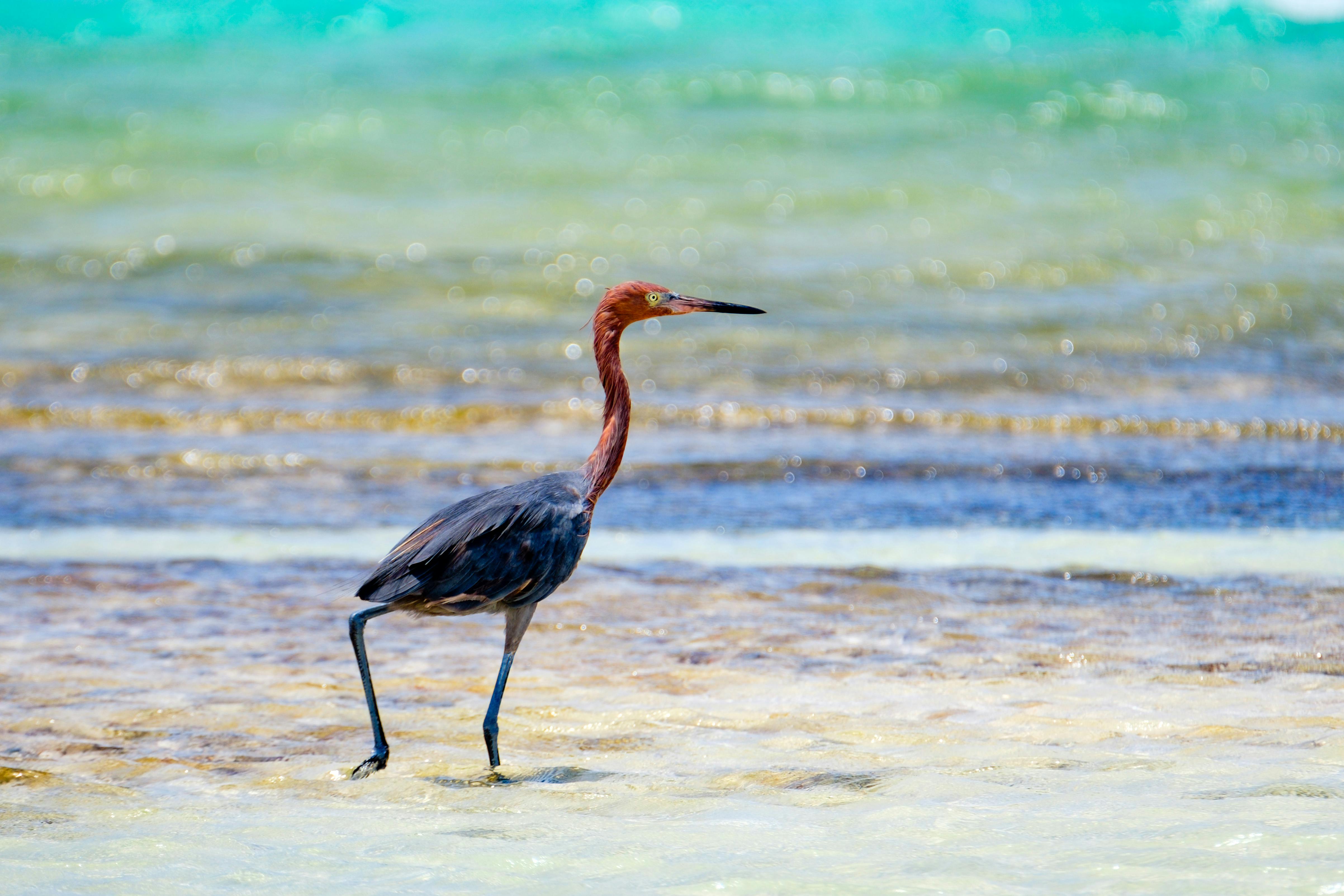 Reddish Egret Wading in Water at a Seashore · Free Stock Photo