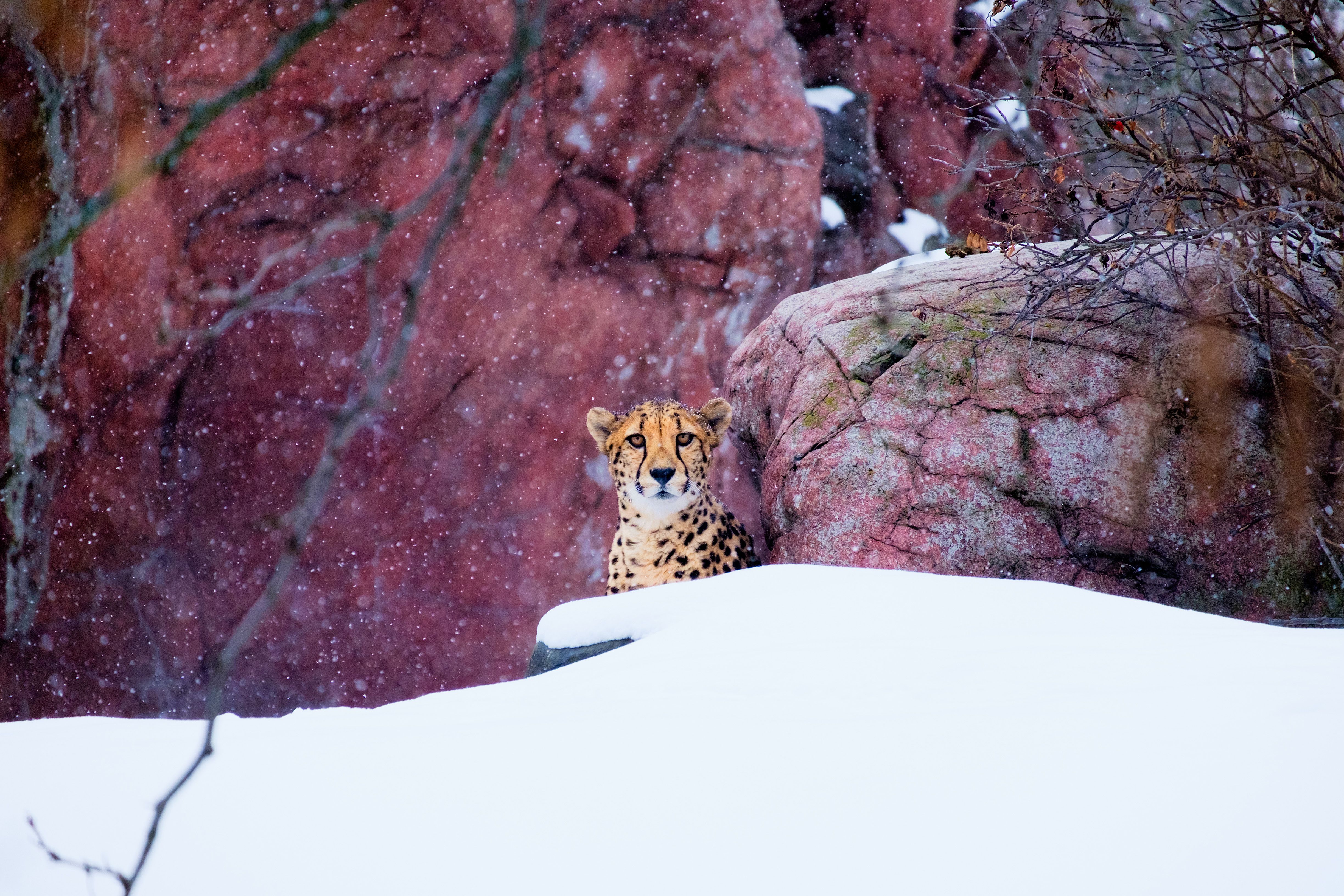 A Cheetah on a Rocky Surface Covered in Snow · Free Stock Photo