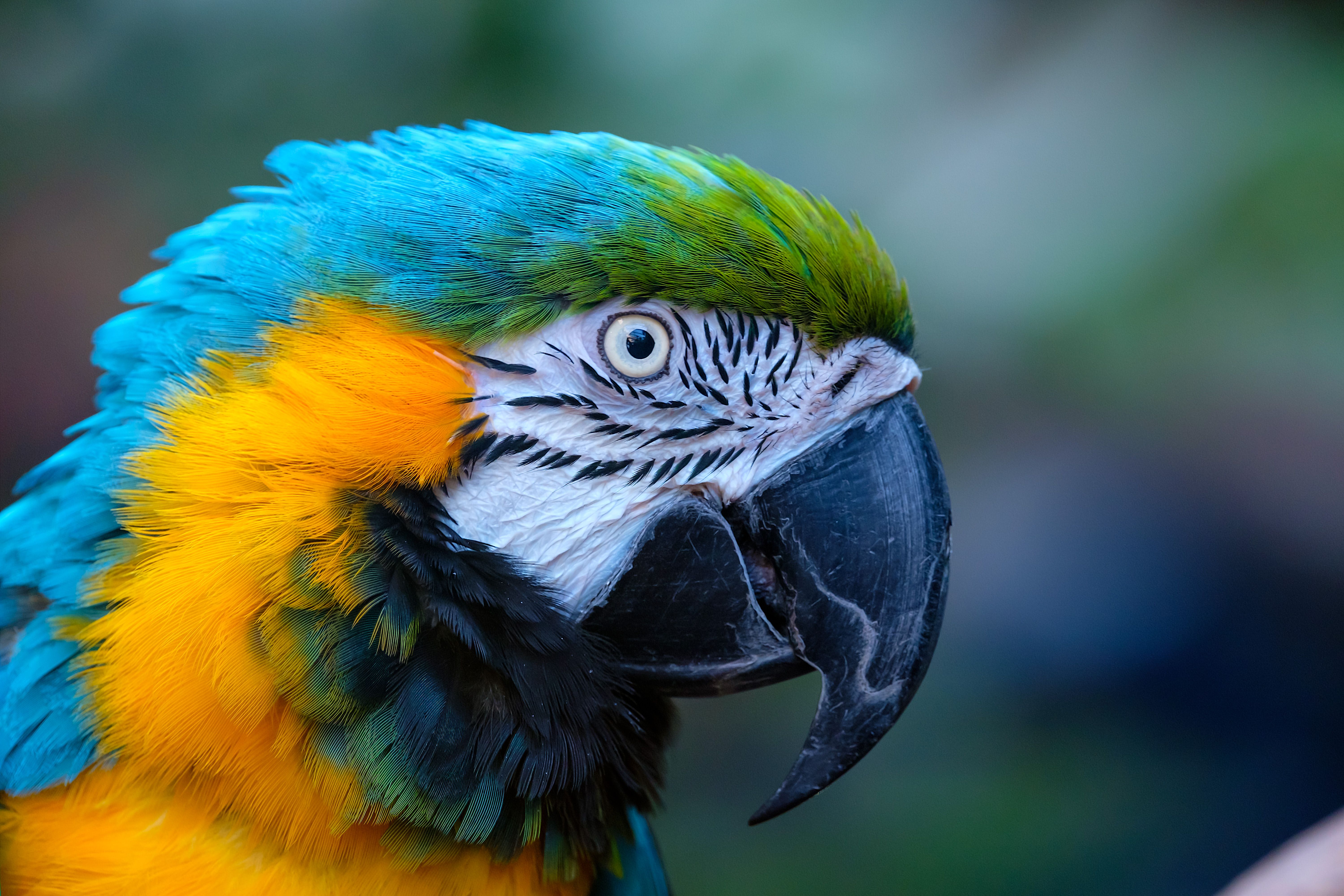 Macaw+Diagram Photos, Download The BEST Free Macaw+Diagram Stock Photos ...