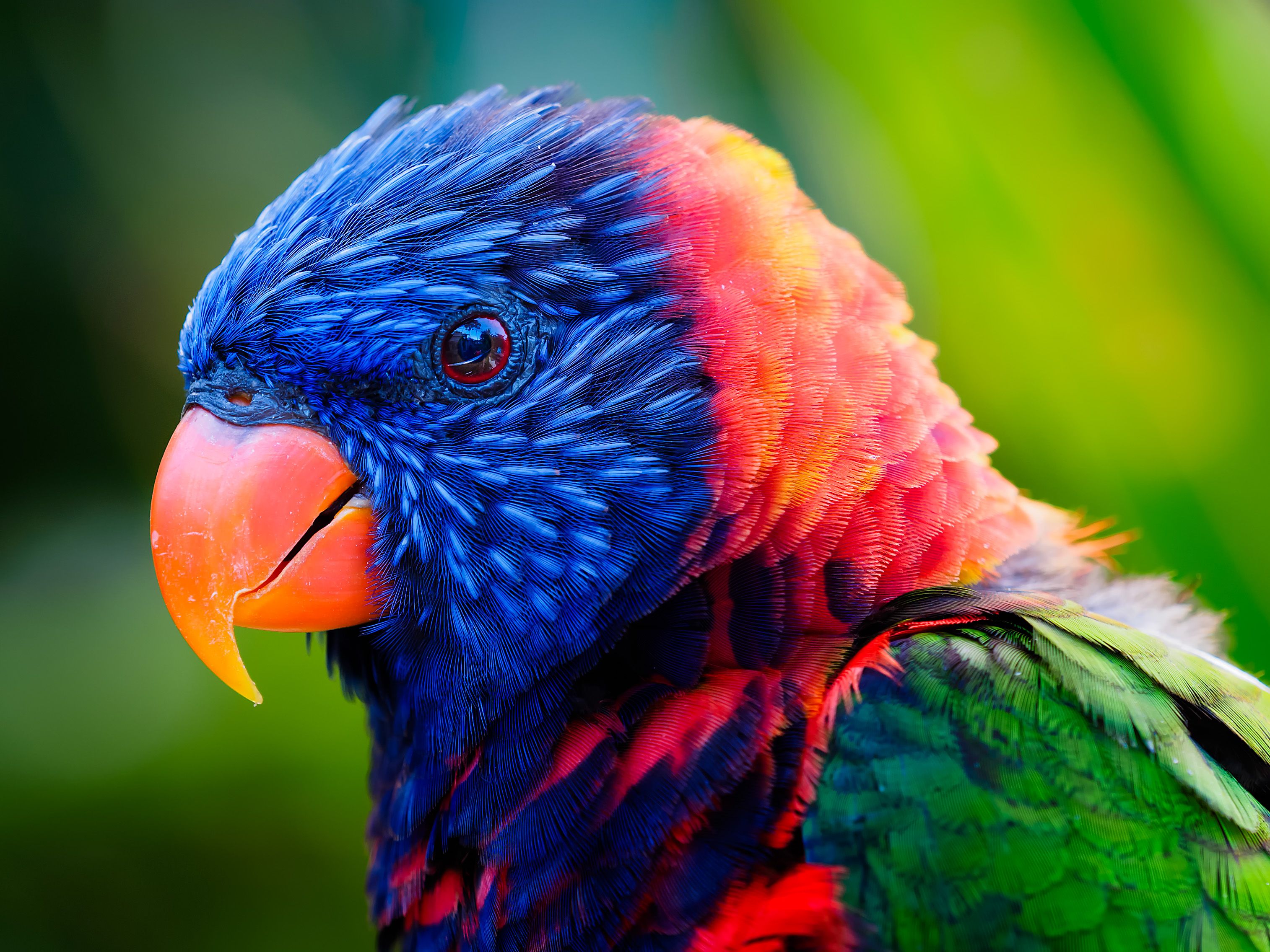 Foto de stock gratuita sobre amante de las aves, animal, ave exotica ...