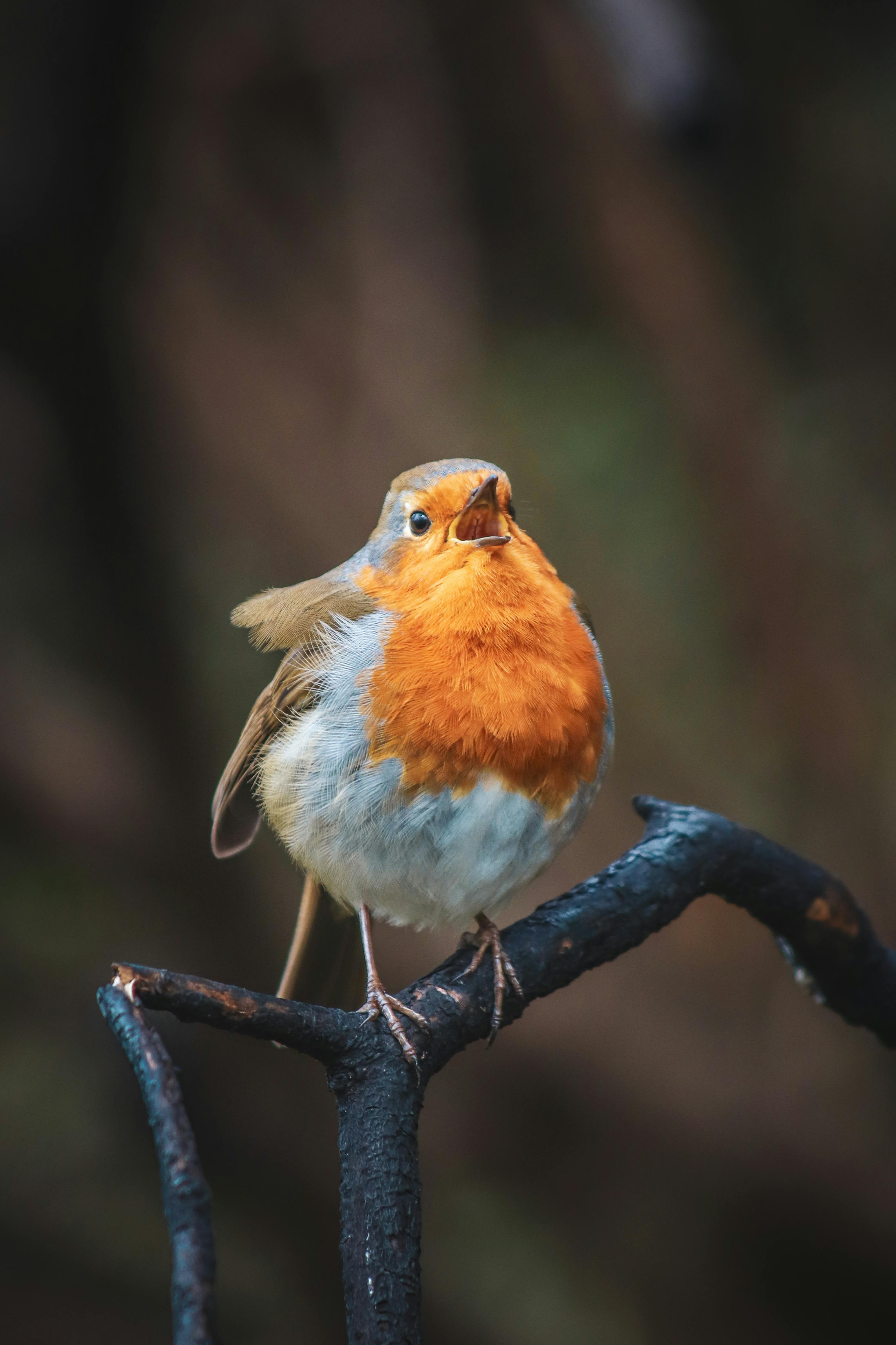 Close up of Small Bird · Free Stock Photo