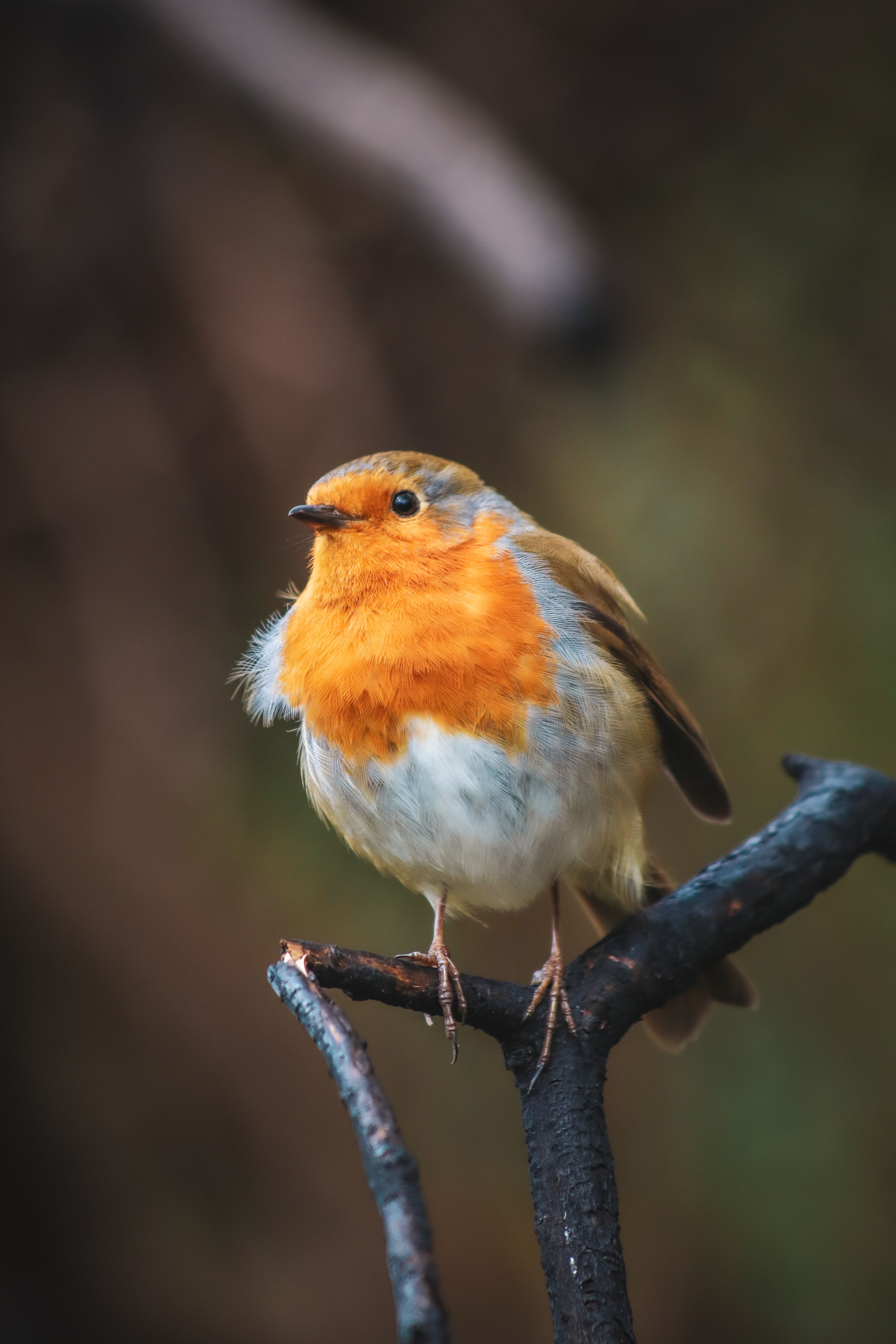 Close up of Small Bird · Free Stock Photo