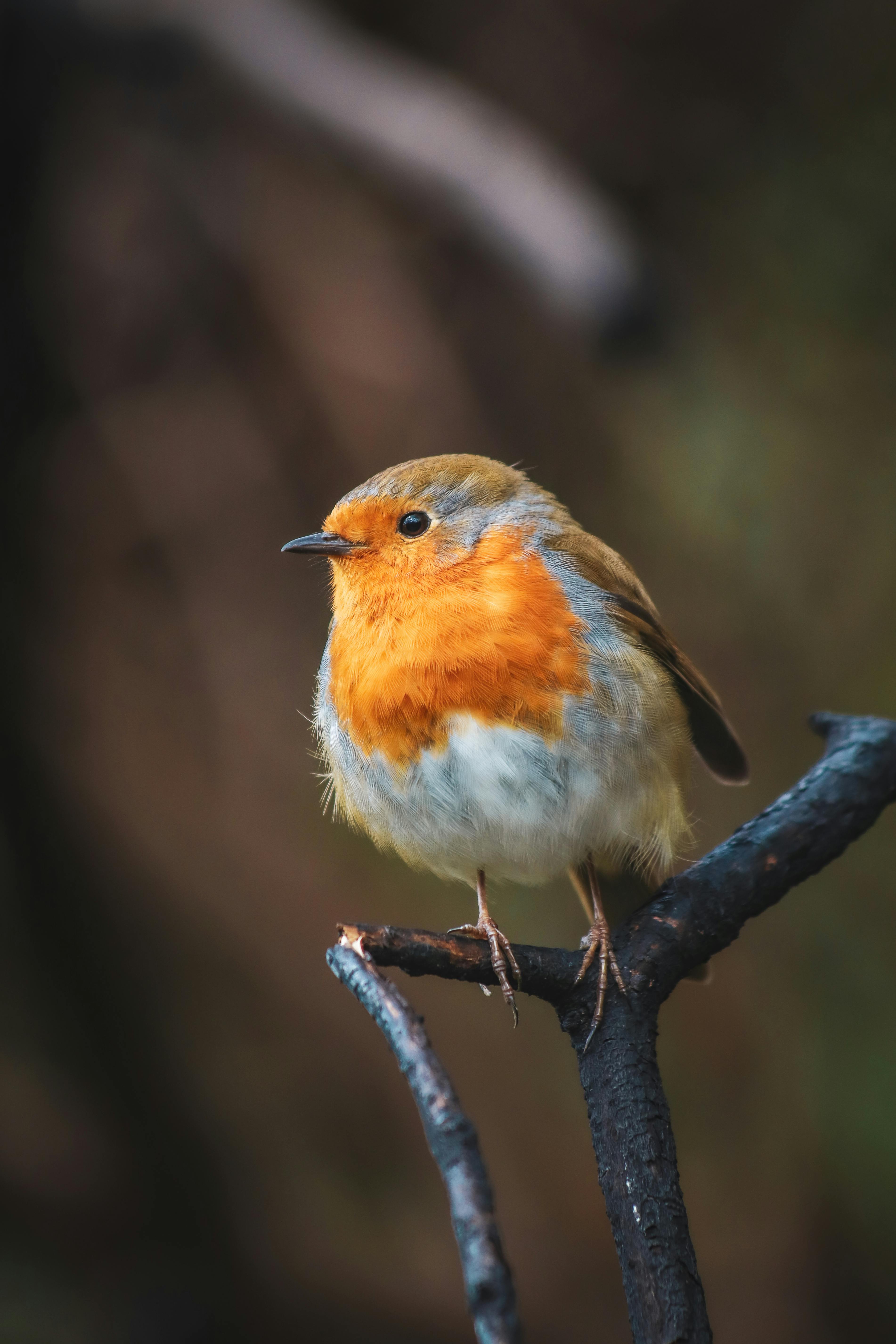 Close-up of Bird Perching on Plant · Free Stock Photo
