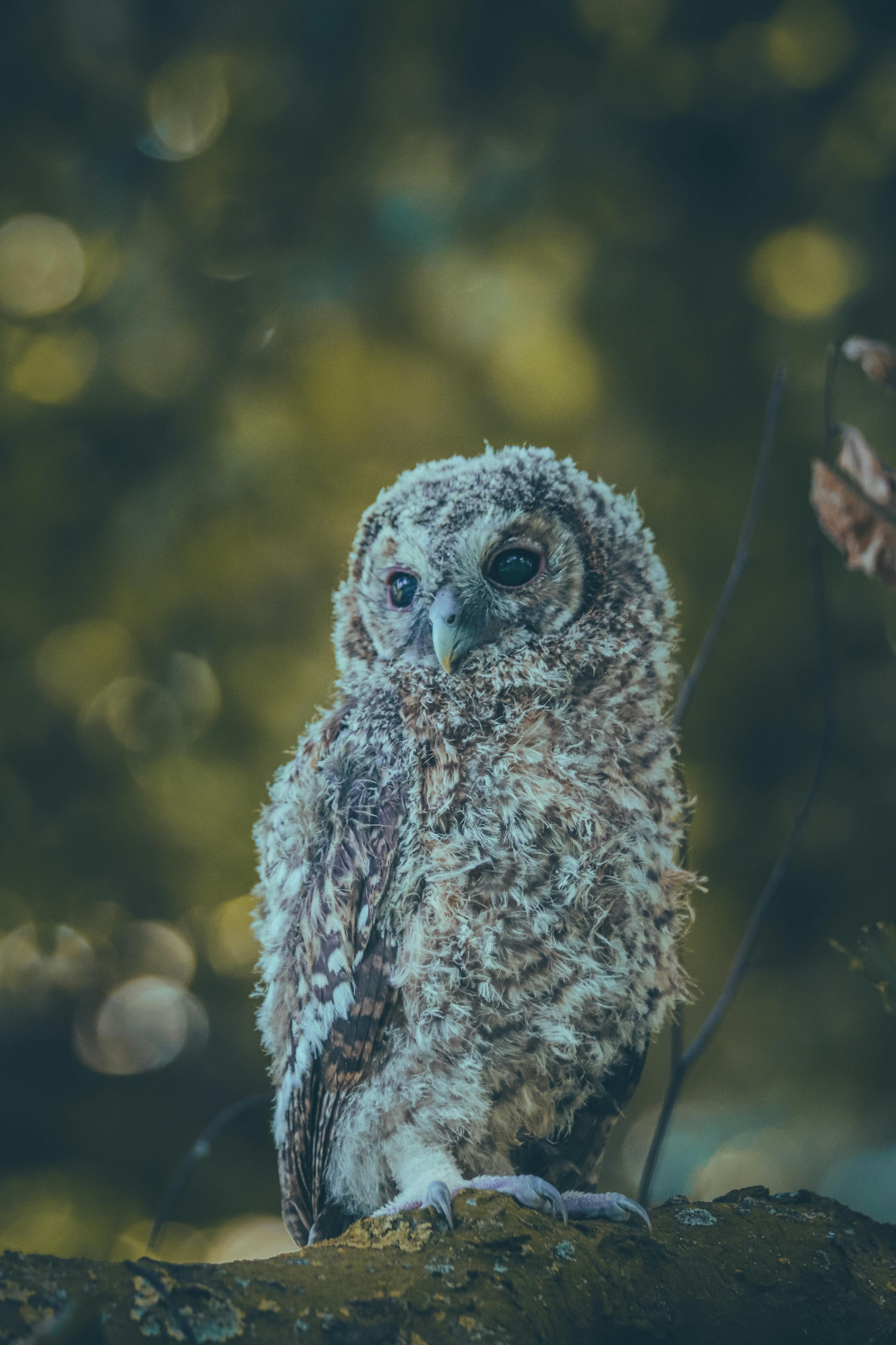 Tawny Brown Owl · Free Stock Photo