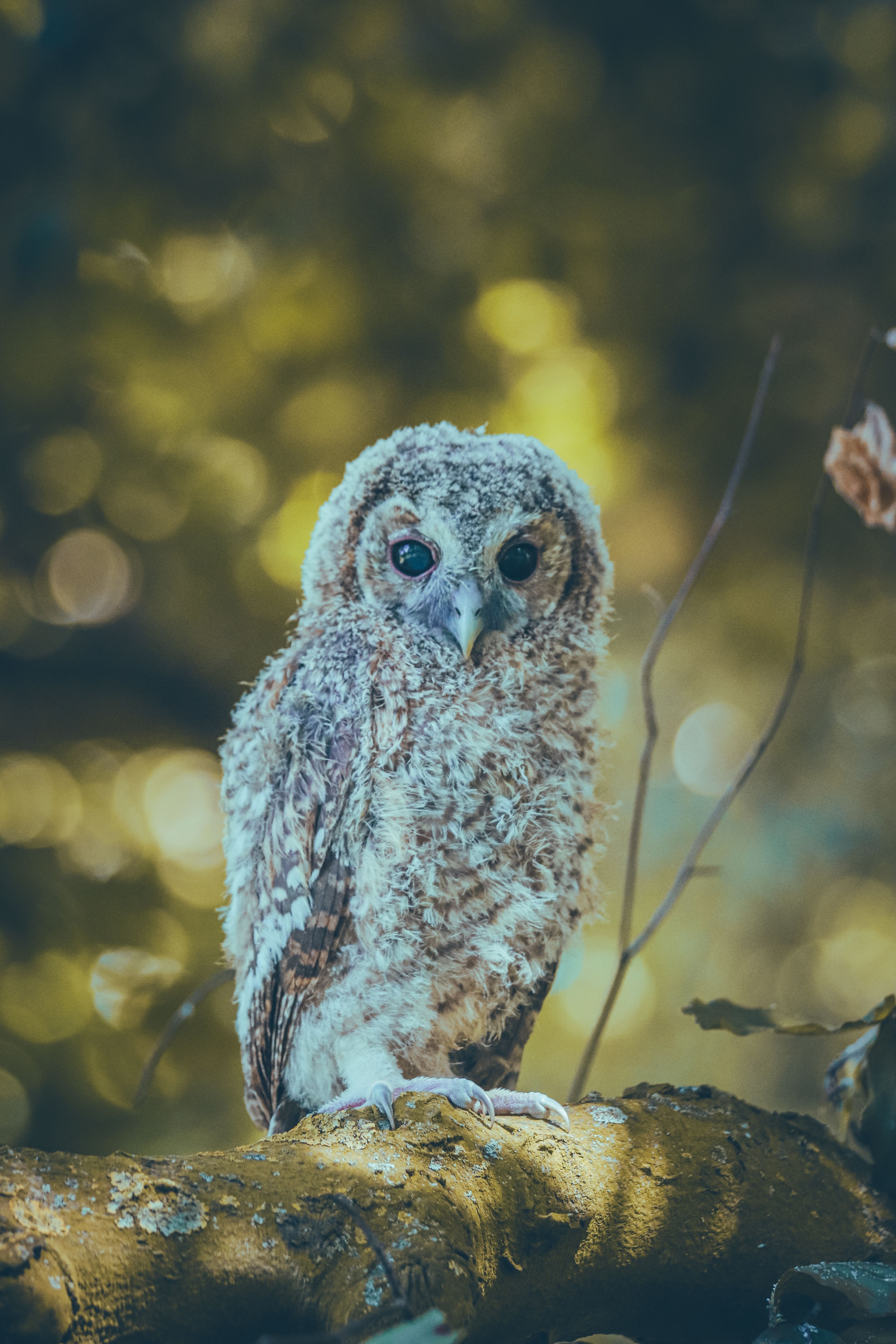 Photo of Owl Perched on Tree Branch · Free Stock Photo