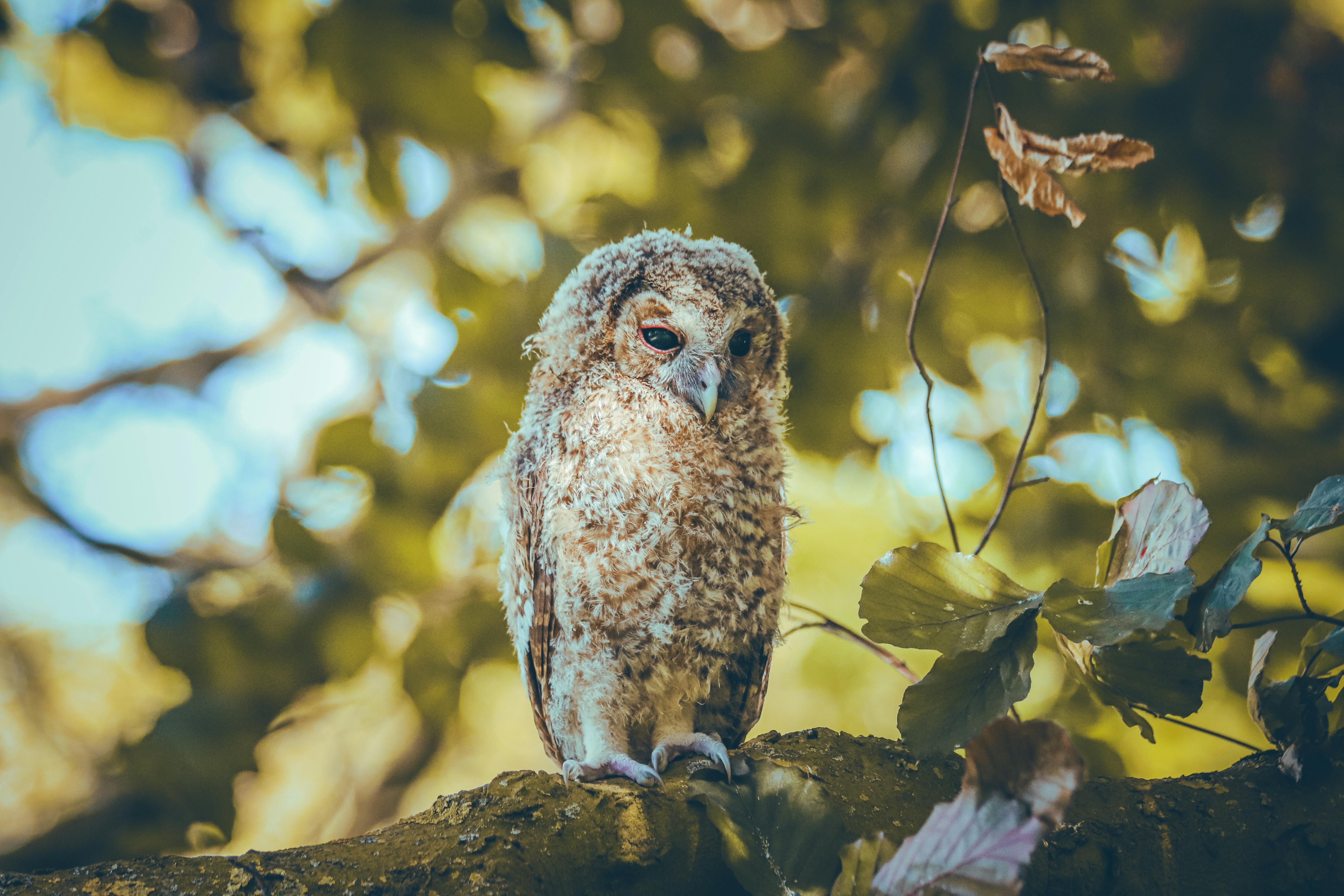 Owl in Nature · Free Stock Photo