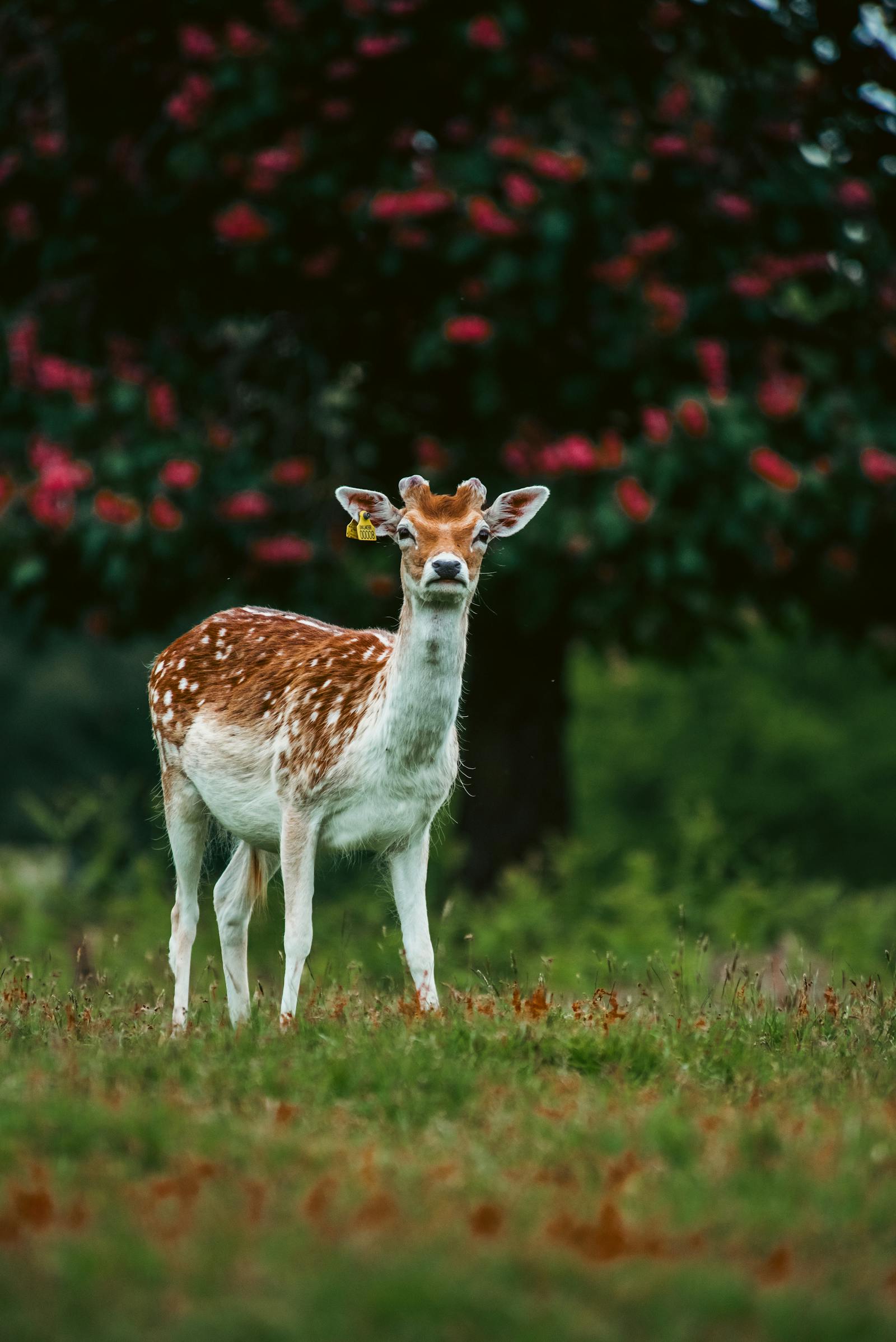 Standing Deer Photos, Download The BEST Free Standing Deer Stock Photos ...