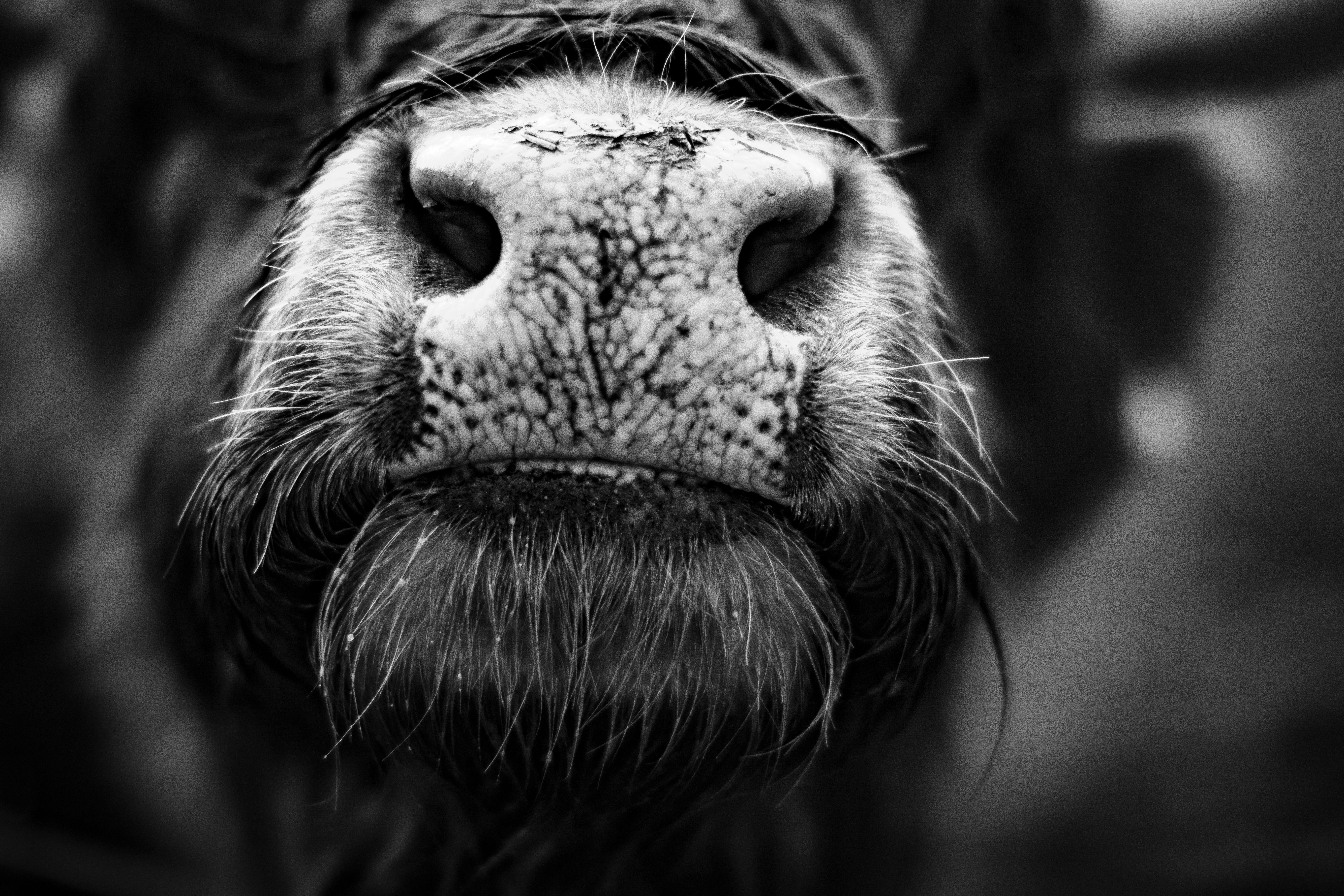 Close up of an Animal Snout · Free Stock Photo
