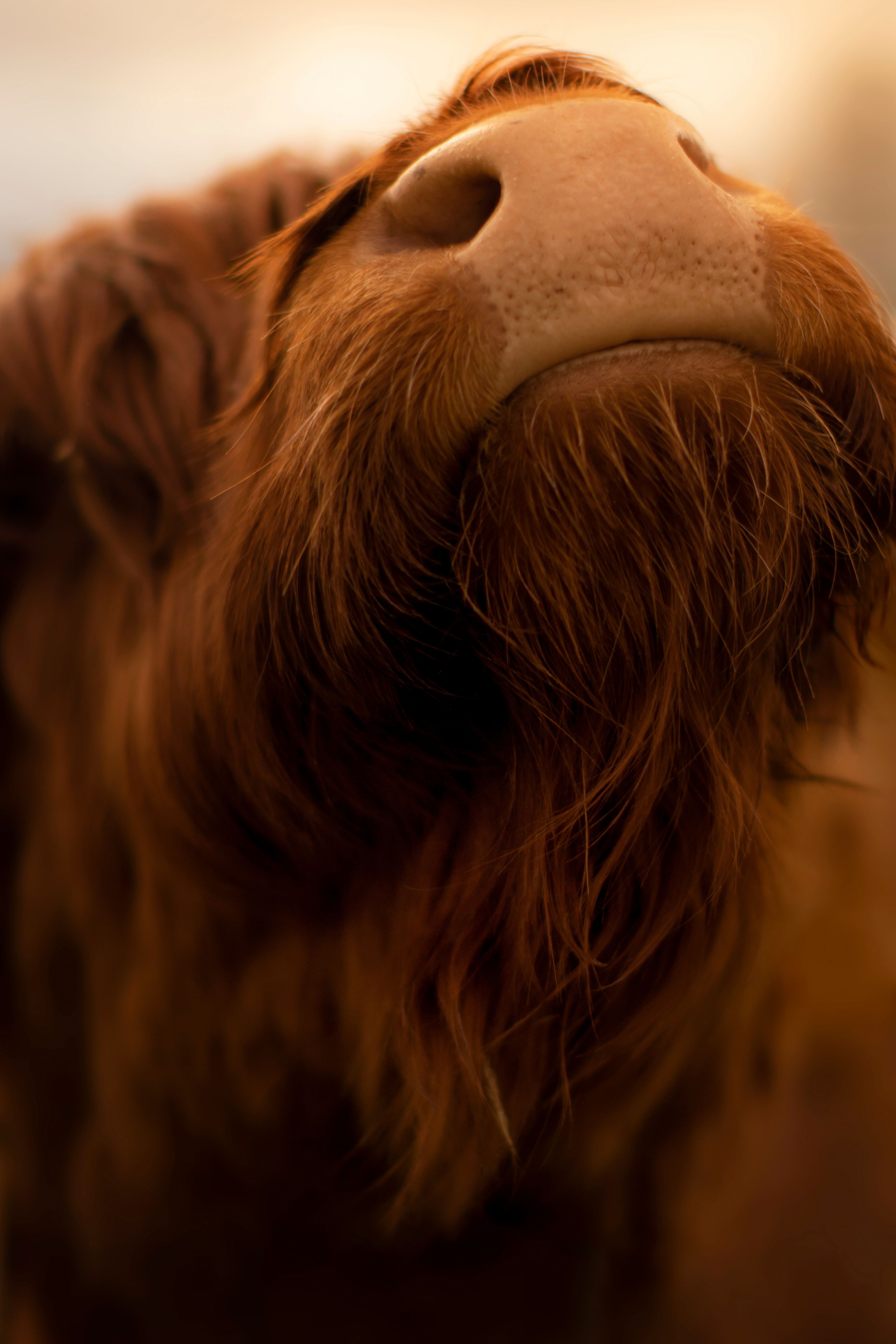 Cow 4k Photos, Download The BEST Free Cow 4k Stock Photos & HD Images