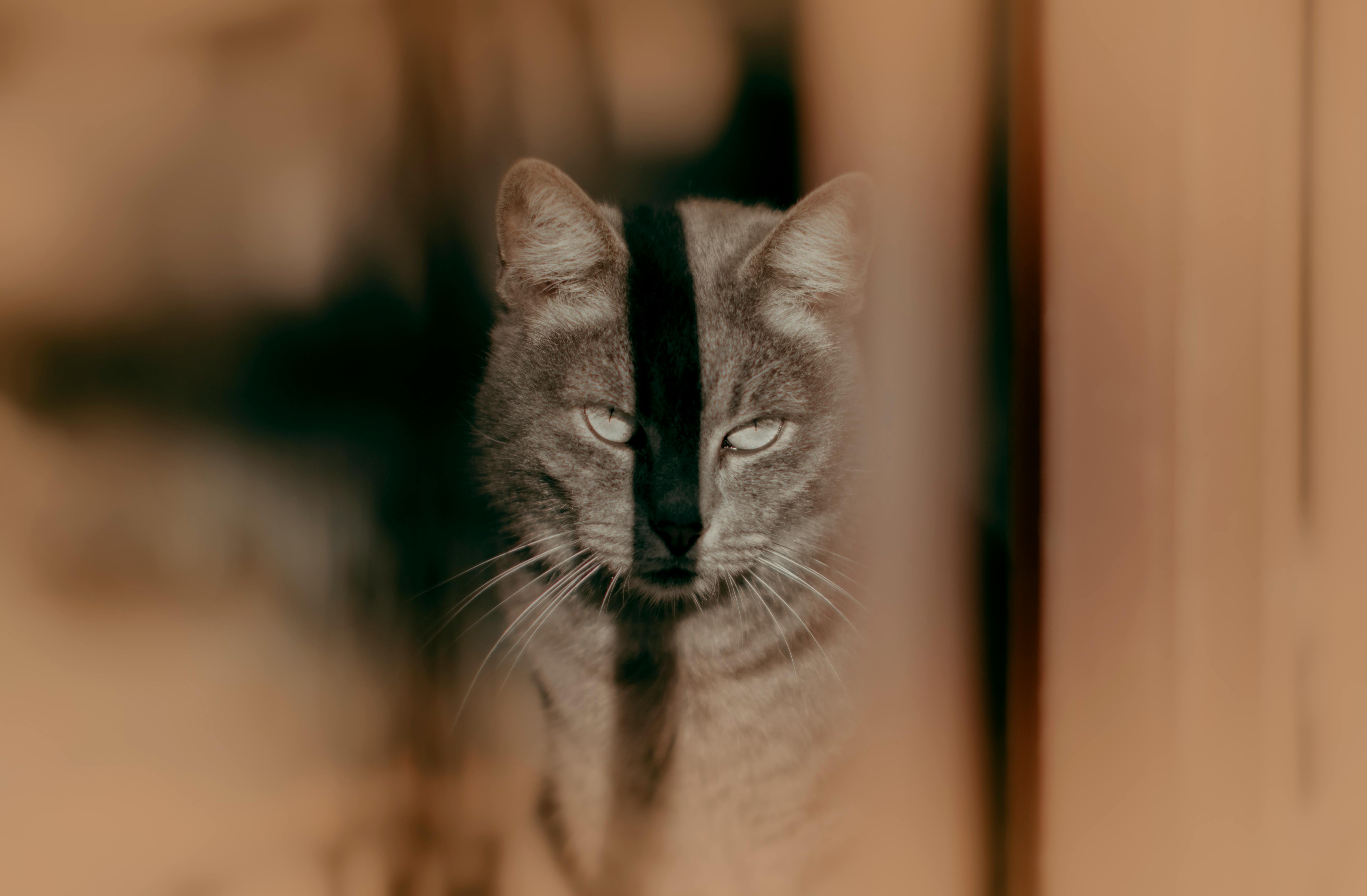 Enterprise Cat Photos, Download The BEST Free Enterprise Cat Stock ...