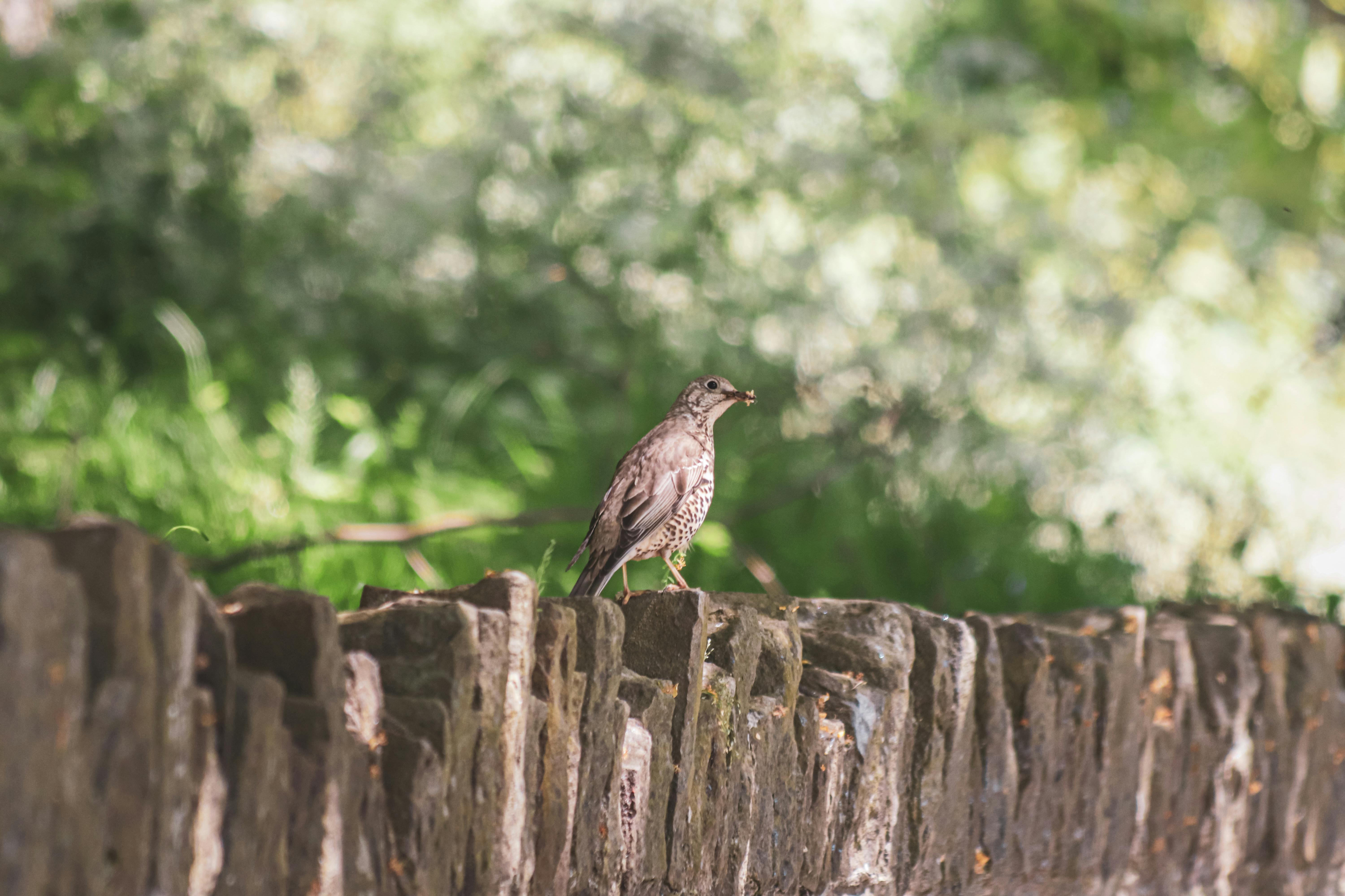 Tree Thrush Photos, Download The BEST Free Tree Thrush Stock Photos ...
