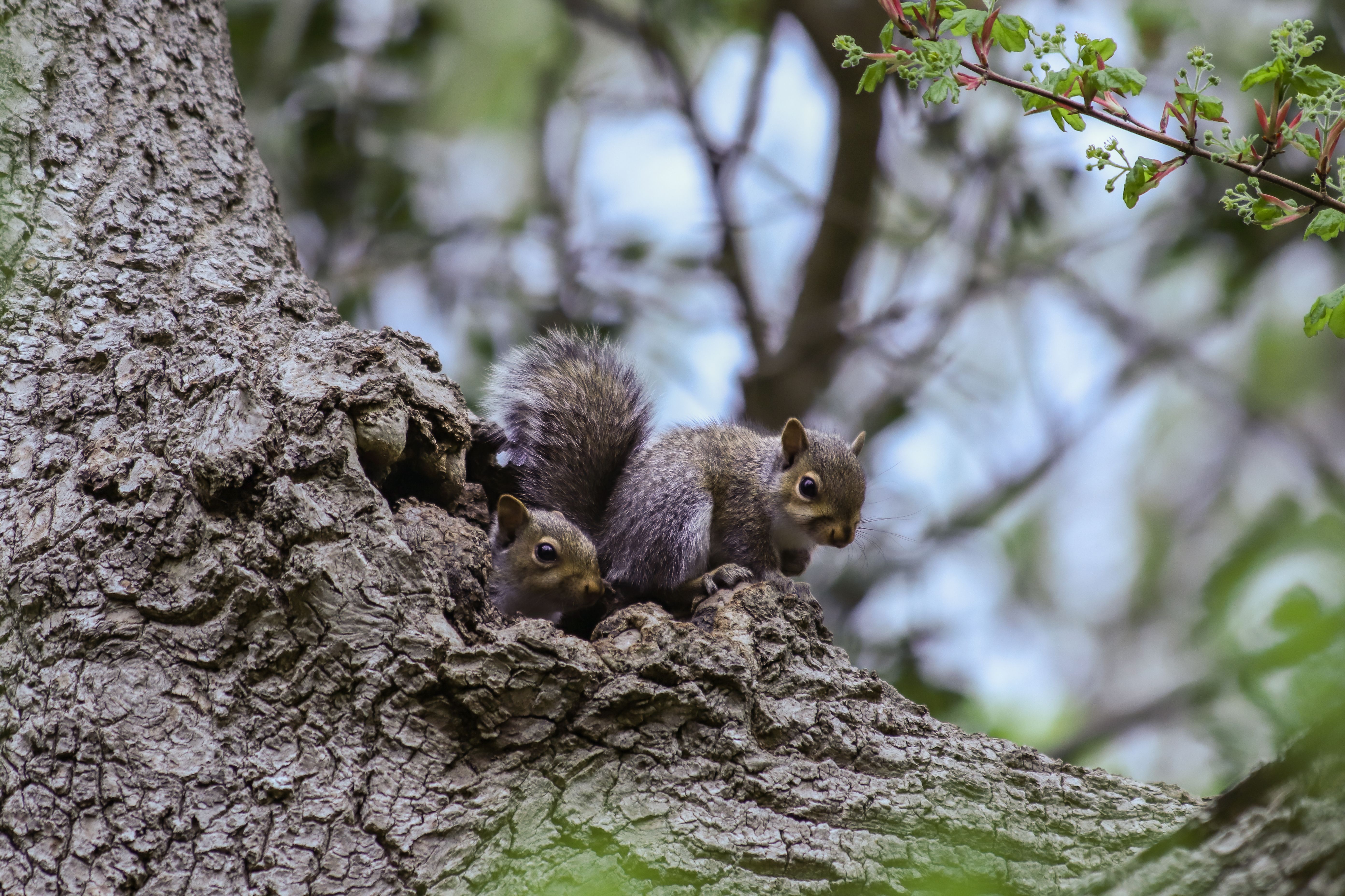 Squirrels Photos, Download The BEST Free Squirrels Stock Photos & HD Images