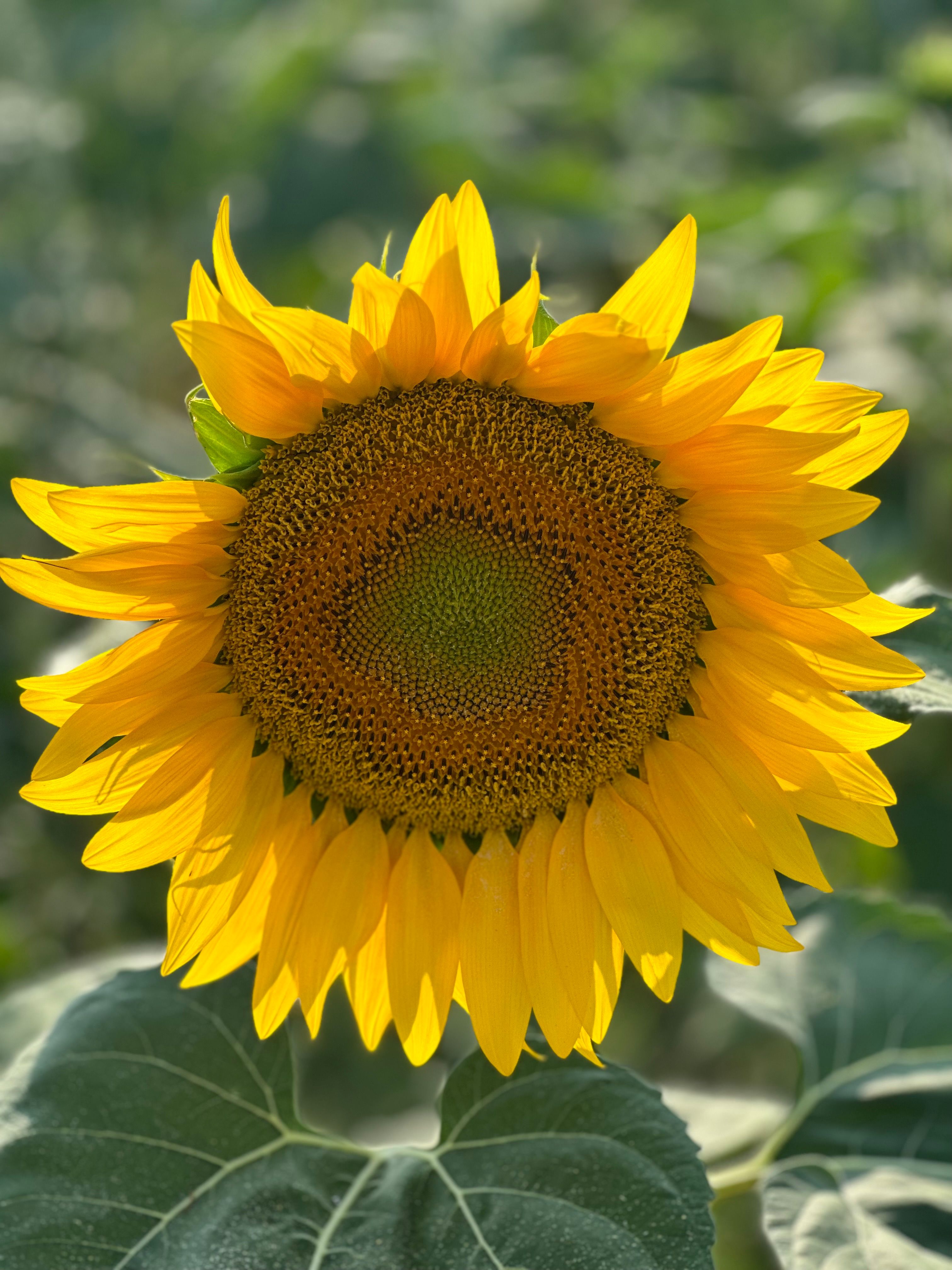 Close up of Sunflower · Free Stock Photo